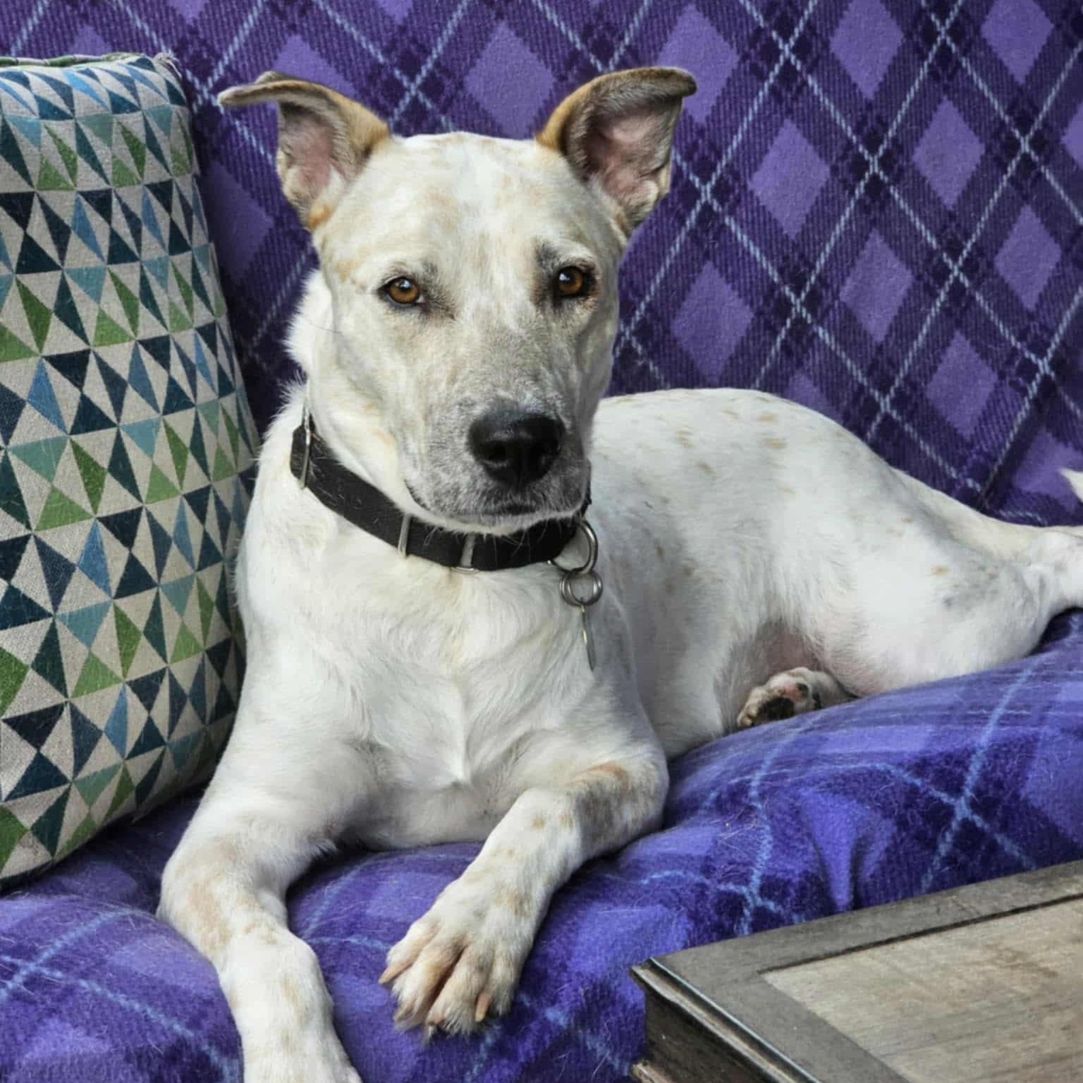 Dog for adoption - Saki, a Cattle Dog Mix in Portland, CT | Petfinder