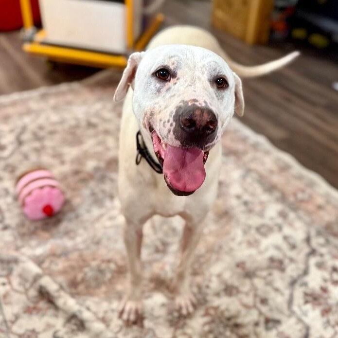 Dog for adoption - FiFi Freckles the happy speckled face sweetheart, an ...