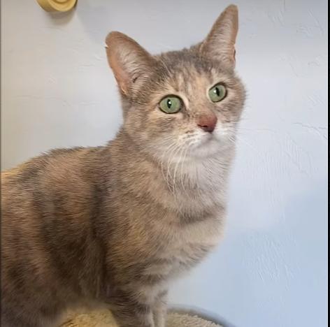 Cat for adoption - Princess Peach, a Domestic Short Hair & Torbie Mix ...