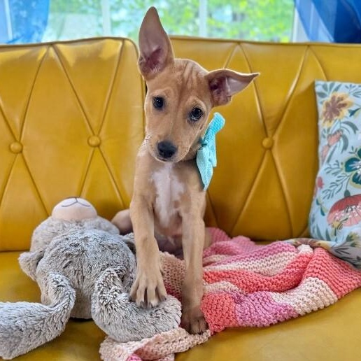 Dog for adoption - Willow Daniel, a Pit Bull Terrier & Labrador ...