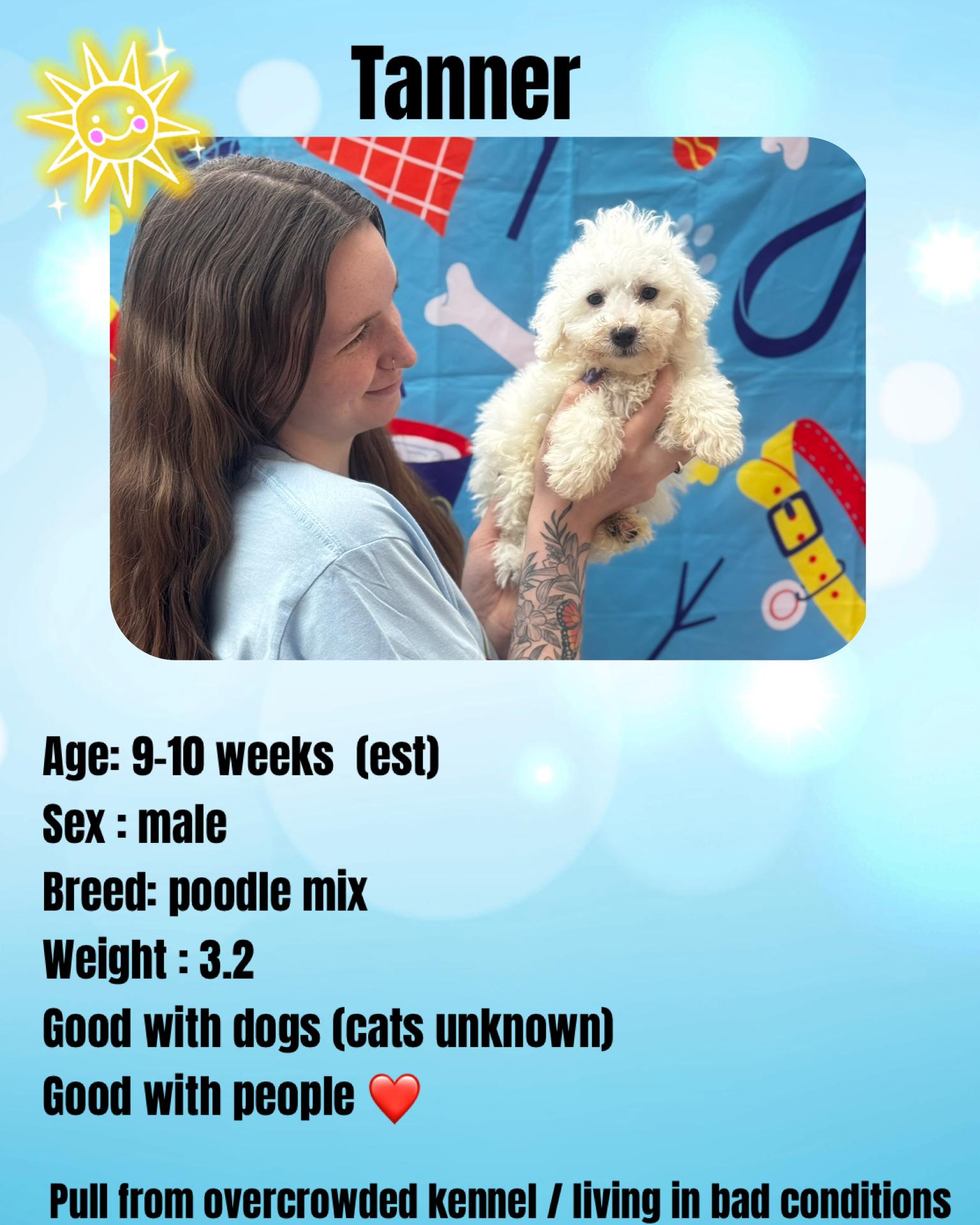 Dog for adoption - Tanner, a Poodle Mix in Manchester, CT | Petfinder