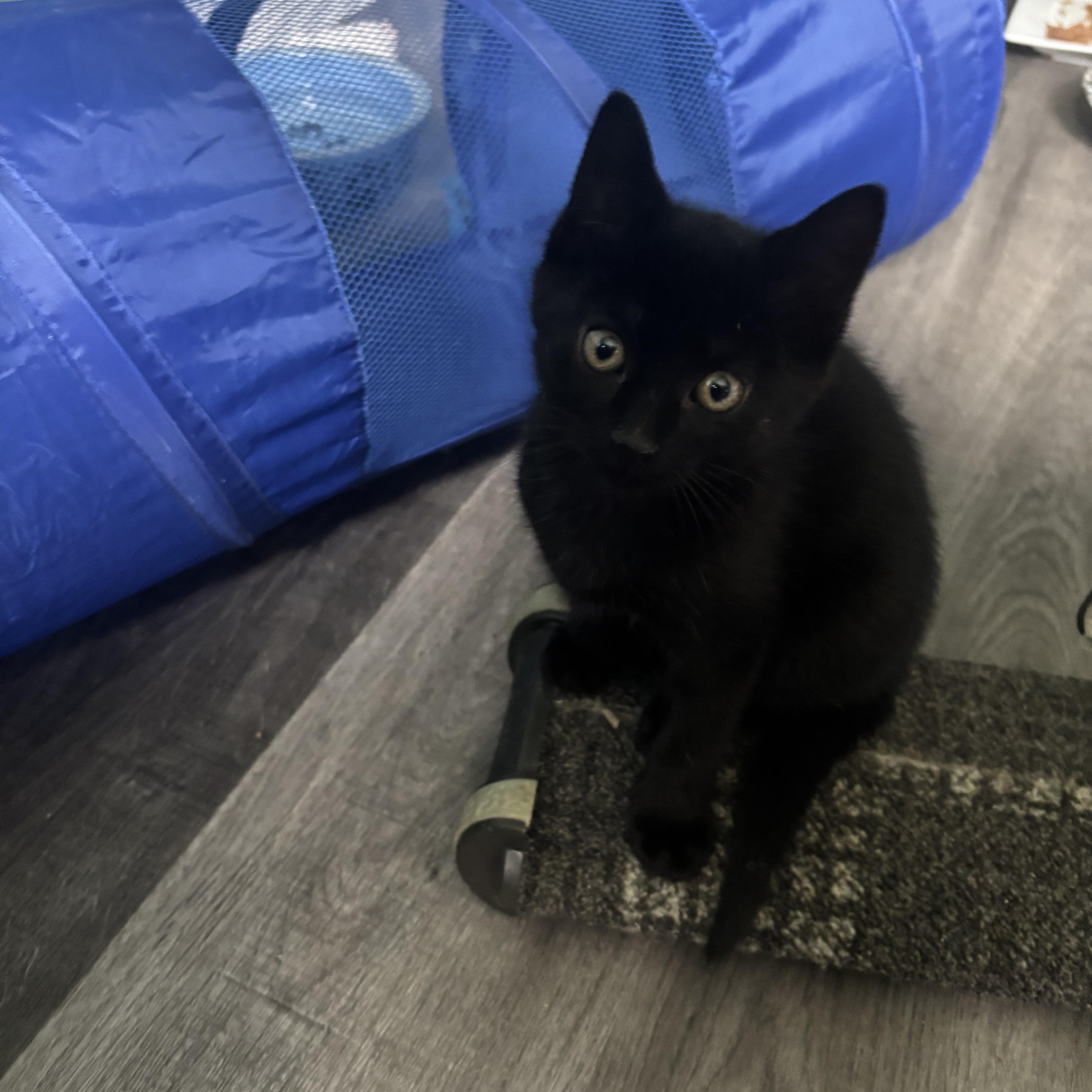 Cat for adoption - Jinx, a Domestic Short Hair in Alliston, ON | Petfinder