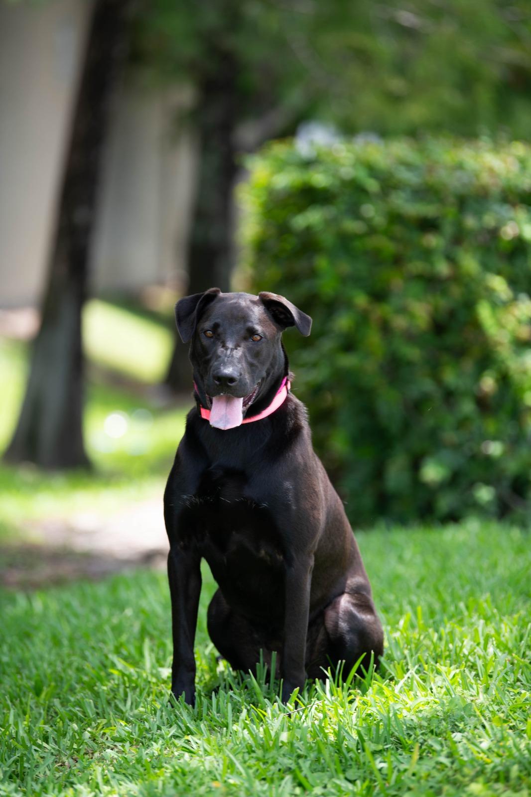 Dog for adoption - Sofia, a Black Labrador Retriever Mix in Melbourne ...