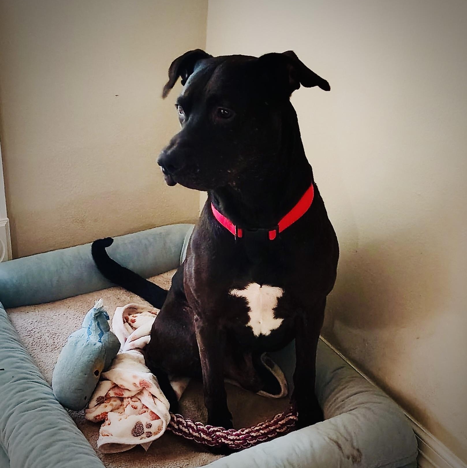 Dog for adoption - George, a Black Labrador Retriever Mix in Atlanta ...