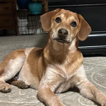 Dog for adoption - Pluto, a Shiba Inu & Beagle Mix in Chicago, IL | Petfinder