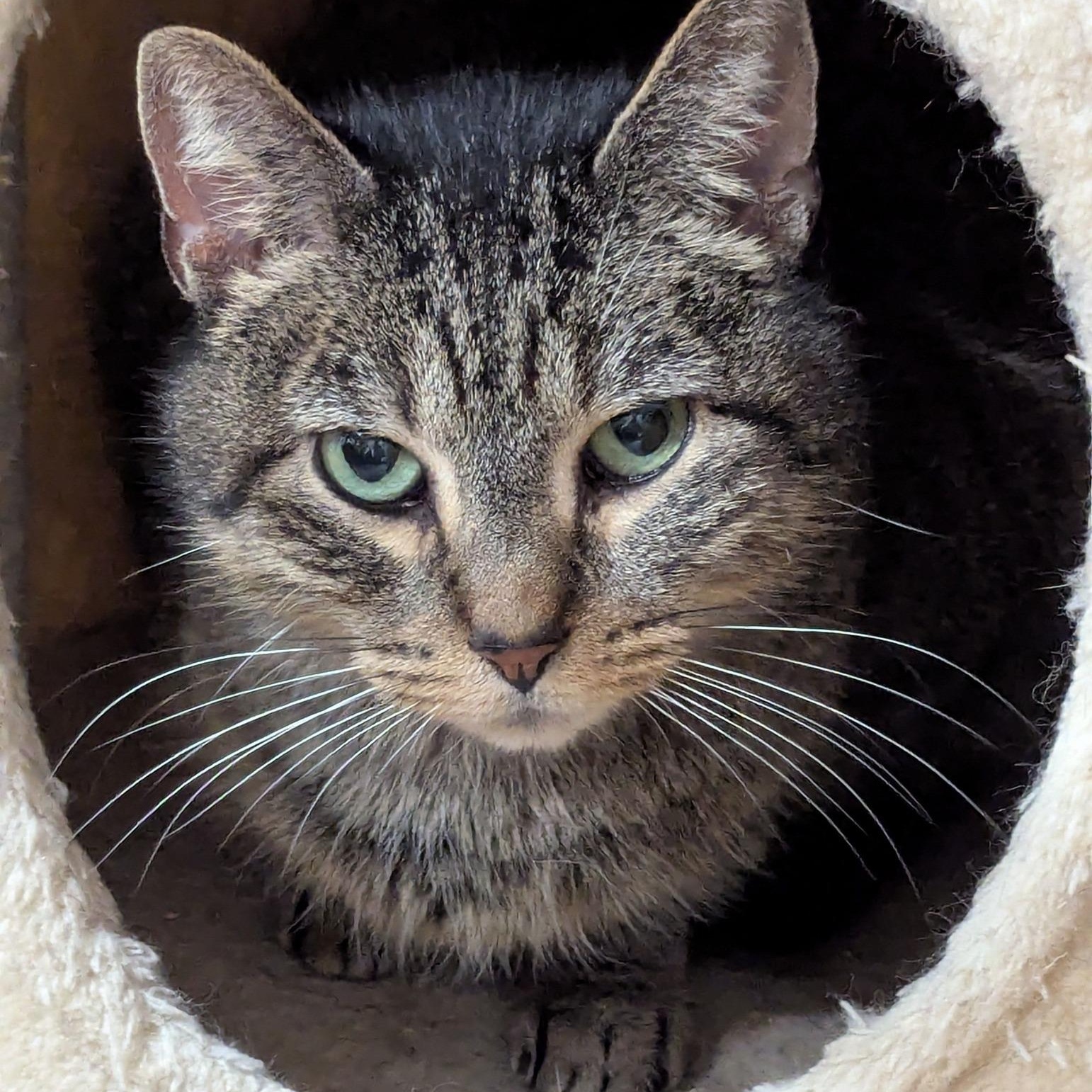 Cat for adoption - River, a Domestic Short Hair in Fort Ripley, MN ...