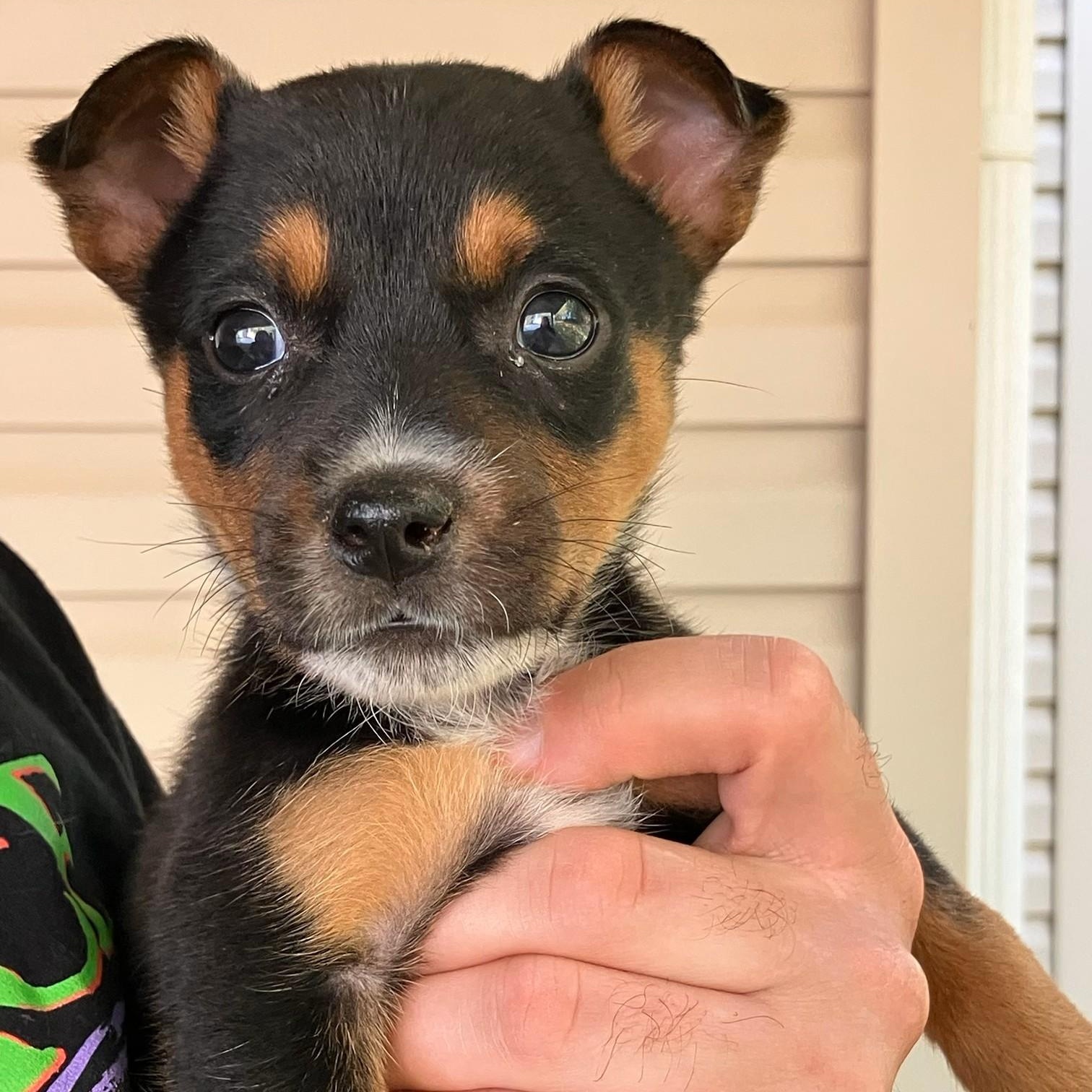 Dog for adoption - Peanut, a Miniature Pinscher & Australian Kelpie Mix ...