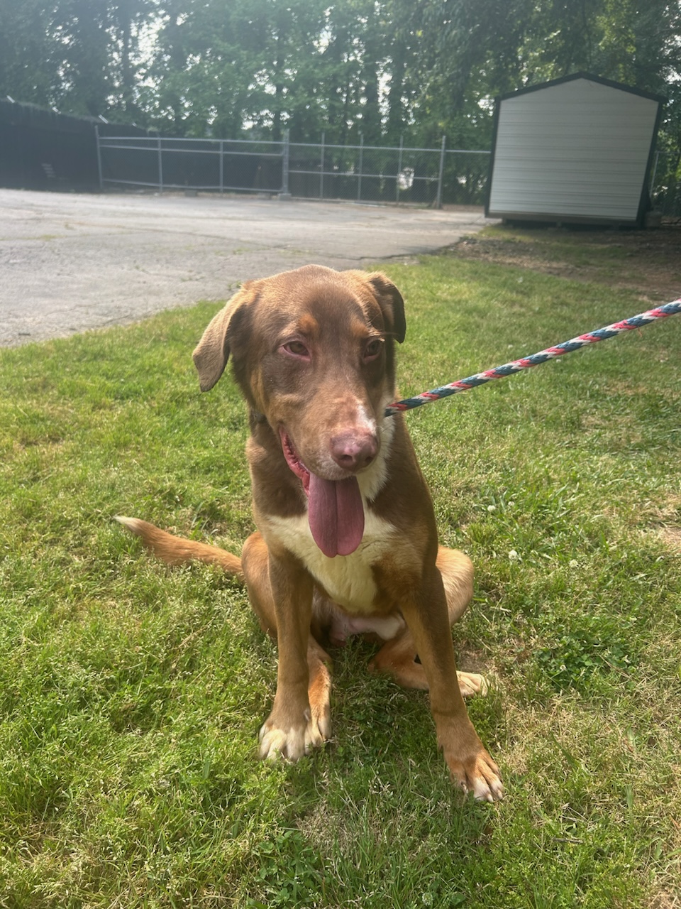 Dog for adoption - Rusty, a Rhodesian Ridgeback & Great Pyrenees Mix in ...