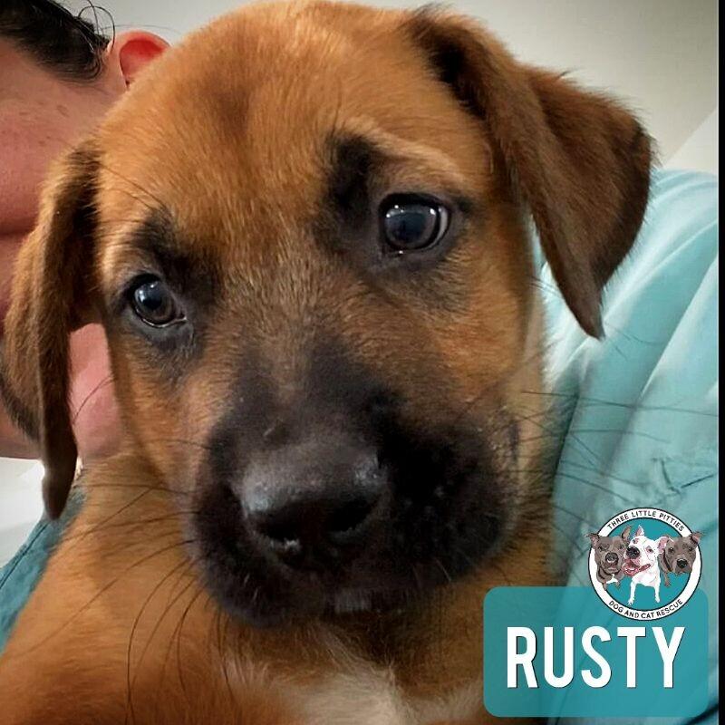 Dog for adoption - Rusty Lucy, a German Shepherd Dog & Labrador ...