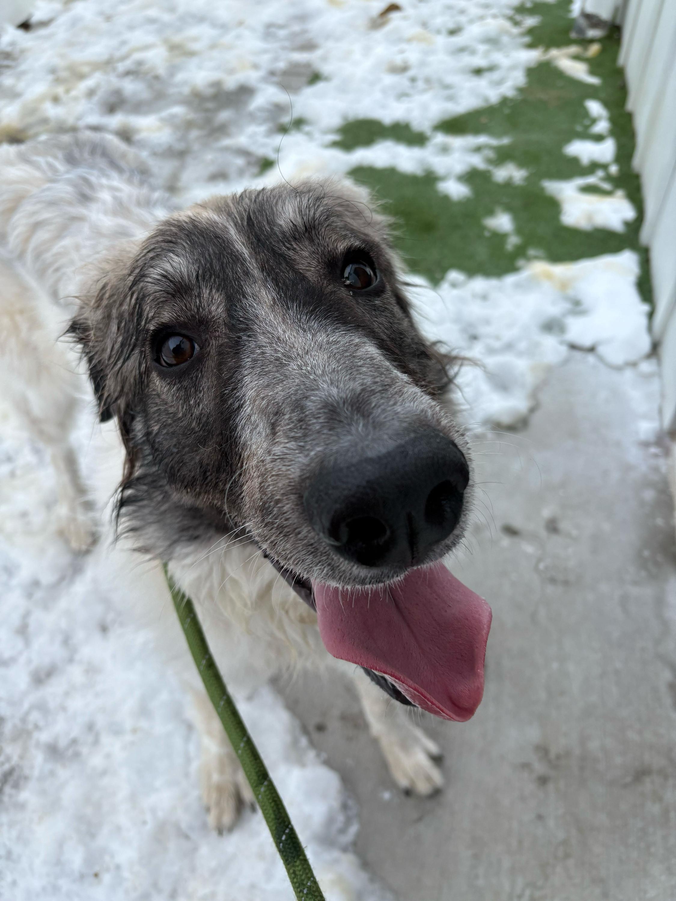 Dog for adoption - Church, an Anatolian Shepherd & Great Pyrenees Mix ...