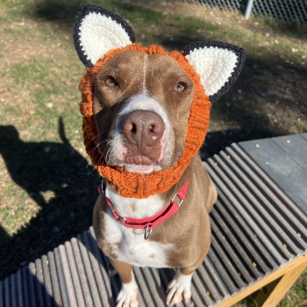 Dog for adoption - Rip, a Pit Bull Terrier & Cattle Dog Mix in Bellevue ...