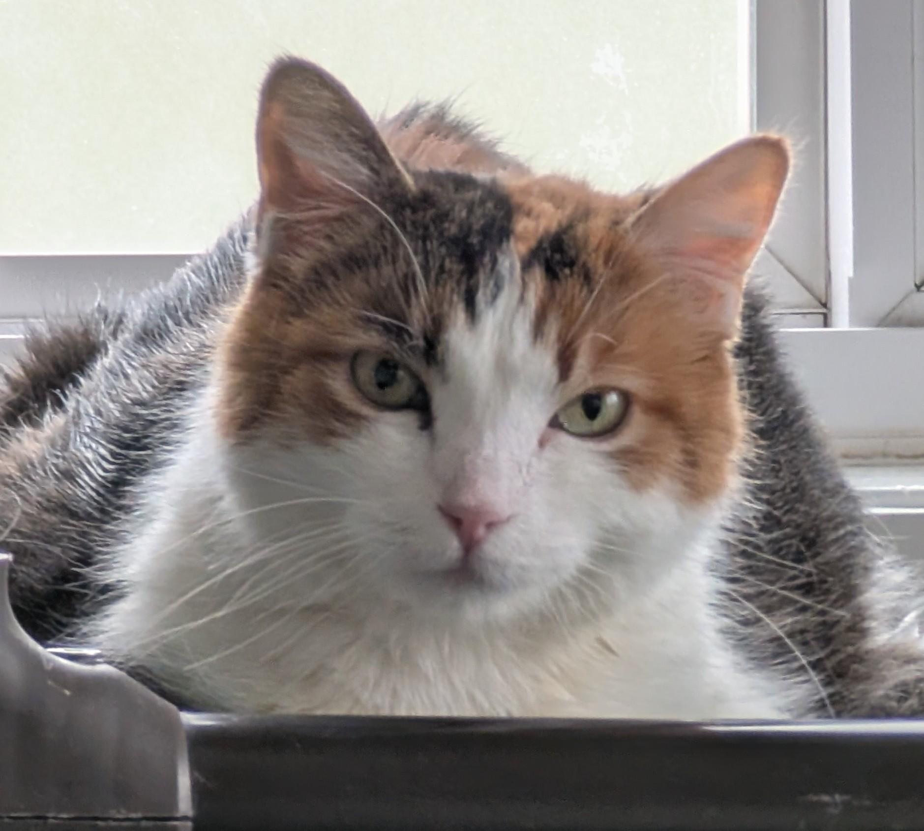 Cat for adoption - Sadie, a Domestic Short Hair in New Ulm, MN | Petfinder