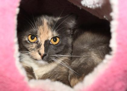 Cat for adoption - Zeeta Mae (At S Mall Dr Petsmart), a Domestic Medium ...
