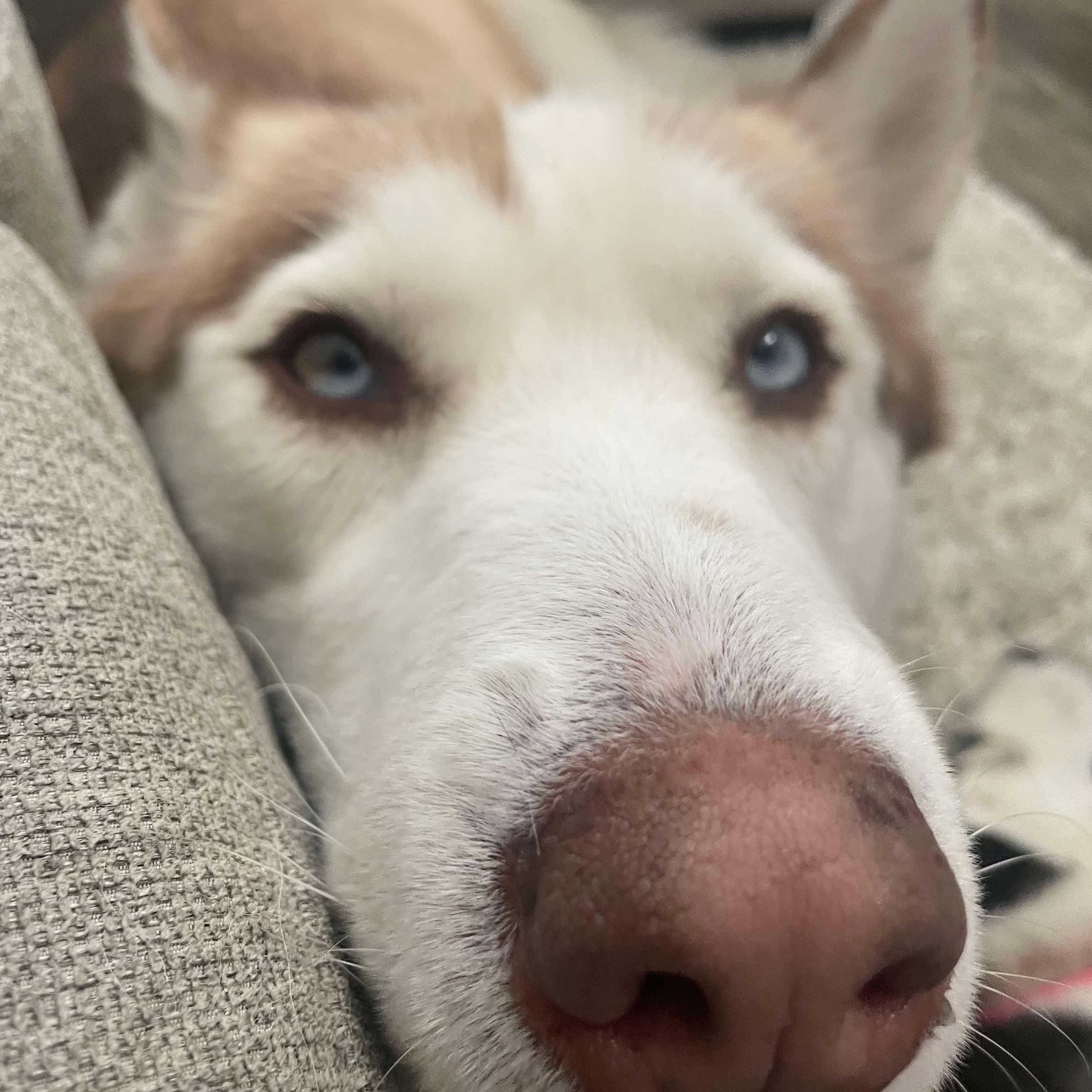 Dog for adoption - Skyler, a Siberian Husky Mix in Pascoag, RI | Petfinder