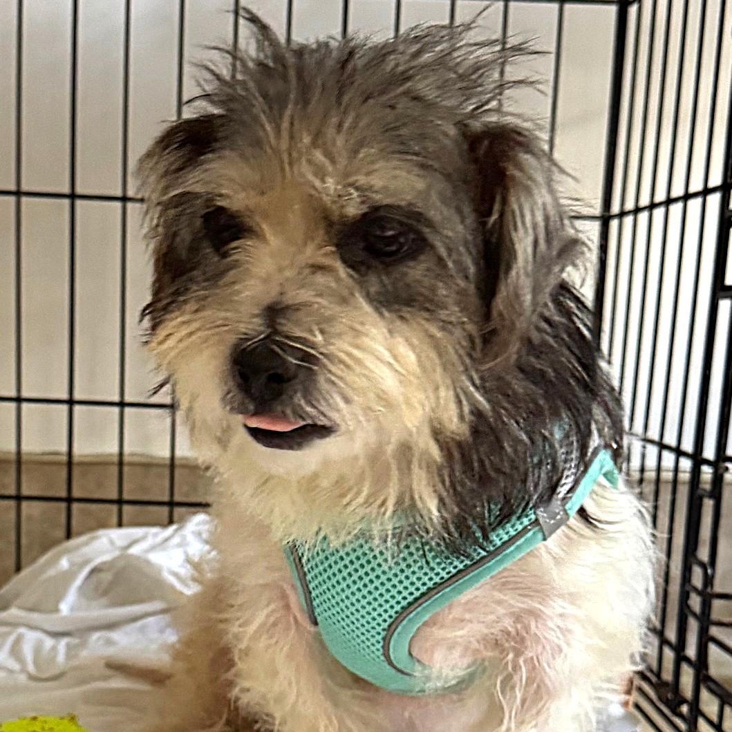 Juno 1044 - Adoptable Pet | Petfinder | Petfinder