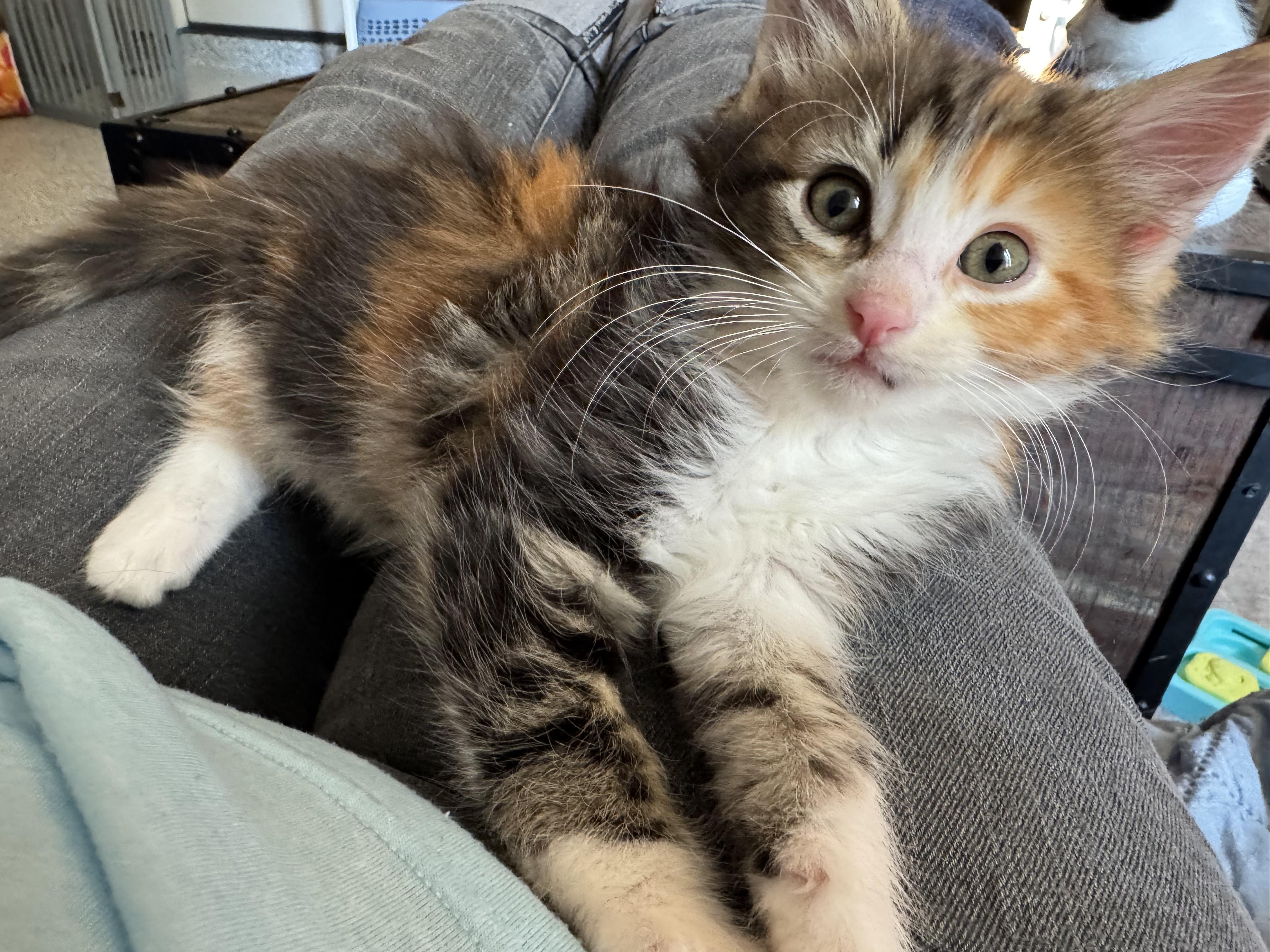 Cat for adoption - London (bonded to Lyon), a Norwegian Forest Cat ...