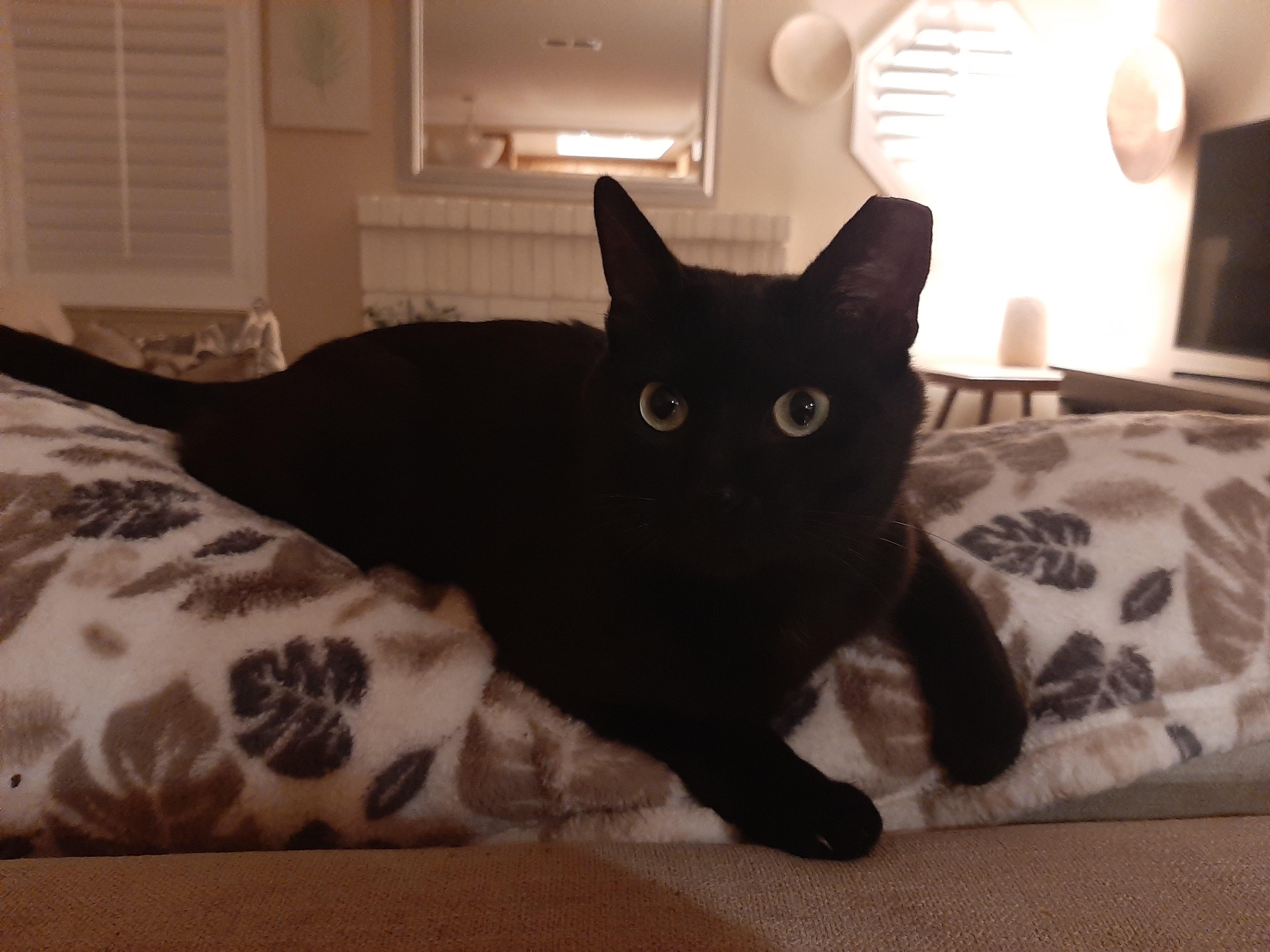 Cat for adoption - Sammie and Frida [bonded pair], a Domestic Short ...