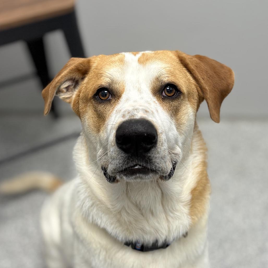 Dog for adoption - Luffy, a Golden Retriever & Great Pyrenees Mix in ...
