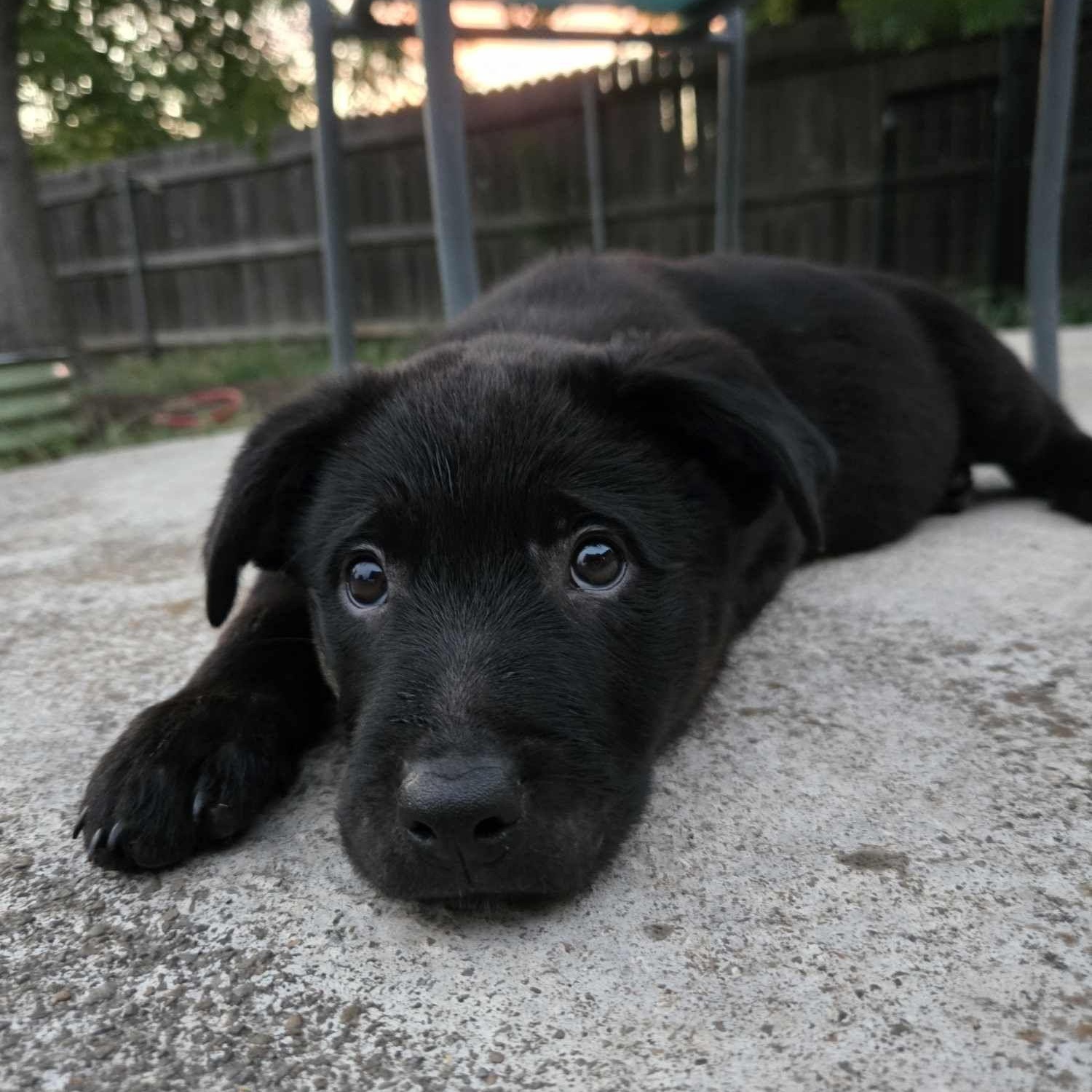 Dog for adoption - Bonnie Flufferton, a Labrador Retriever Mix in Brattleboro, VT | Petfinder