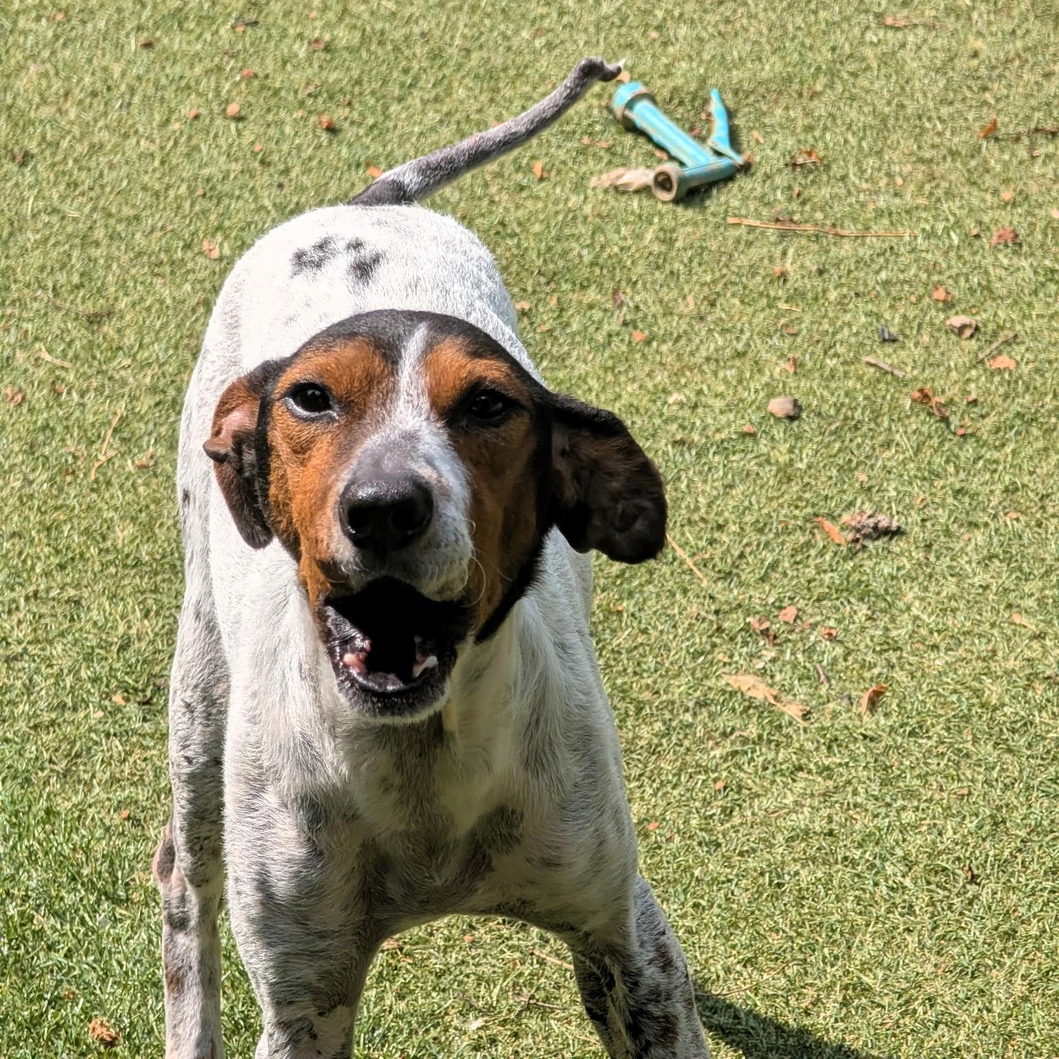Dog for adoption - Ira, a Jack Russell Terrier & Feist Mix in Sylva, NC ...