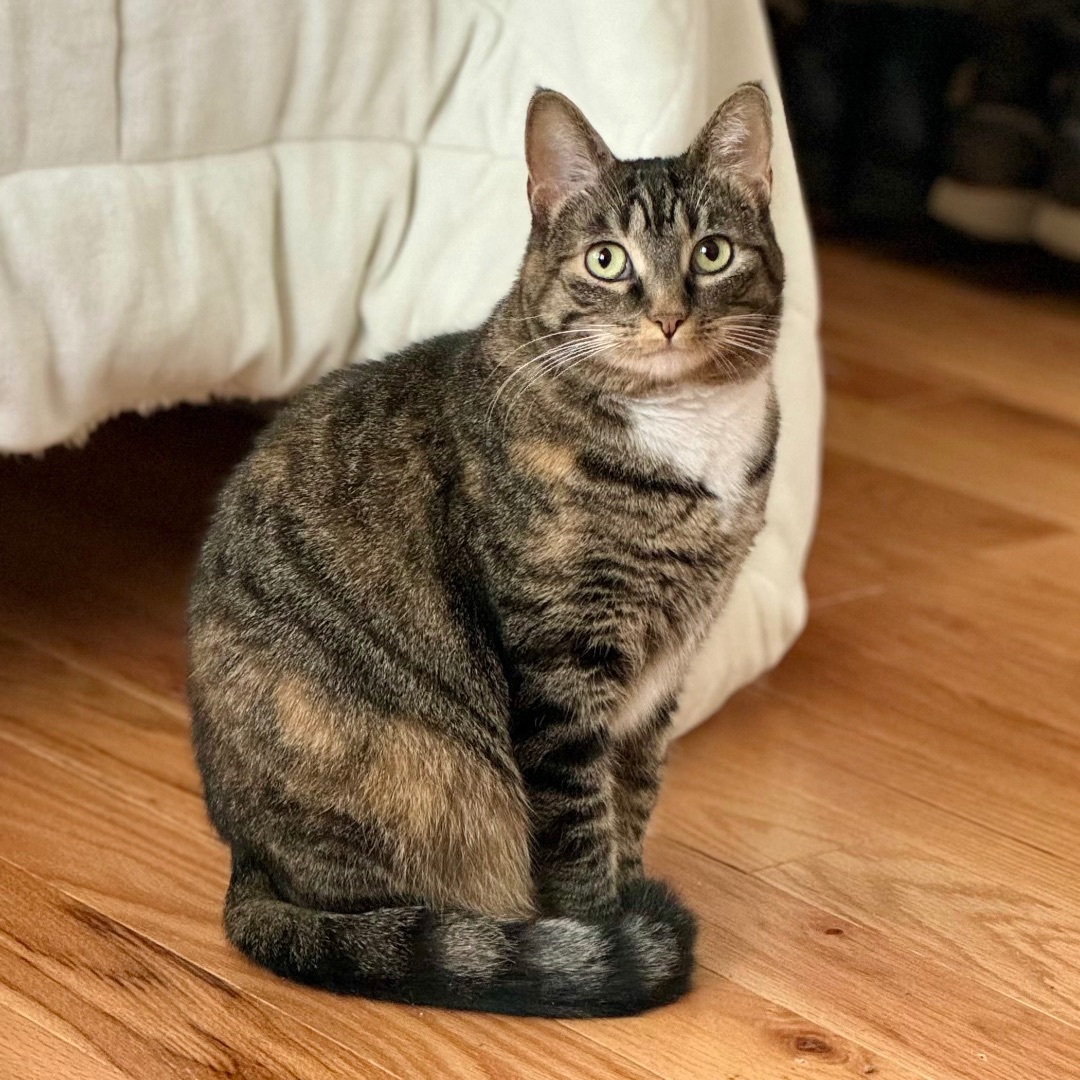 Cat for adoption - Sagnika, a Torbie & Domestic Short Hair Mix in Tulsa ...