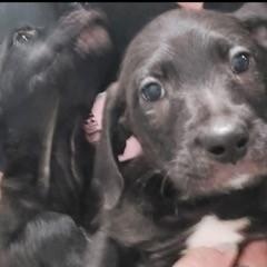 Dog for adoption - Pit Doodle Puppies, a Pit Bull Terrier & Standard ...