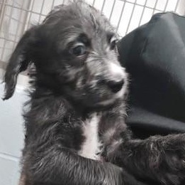 Dog for adoption - Pit Doodle Puppies, a Pit Bull Terrier & Standard ...