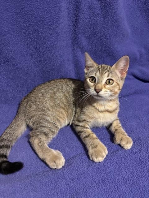 Cat for adoption - Jelly Bean, an Extra-Toes Cat / Hemingway Polydactyl ...