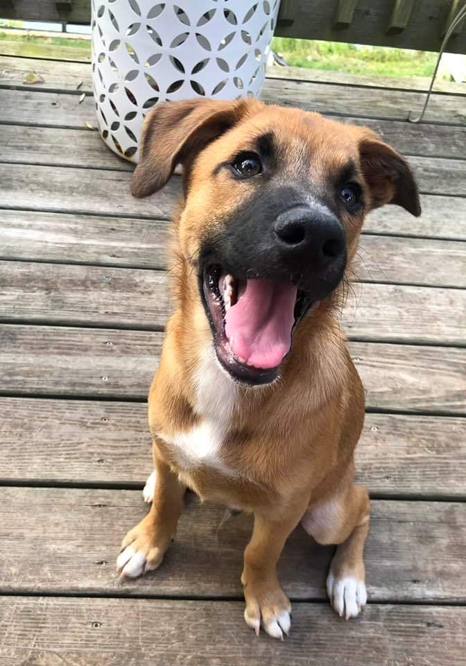Dog for adoption - Cosmo, a Boxer & Husky Mix in Richmond, KY | Petfinder