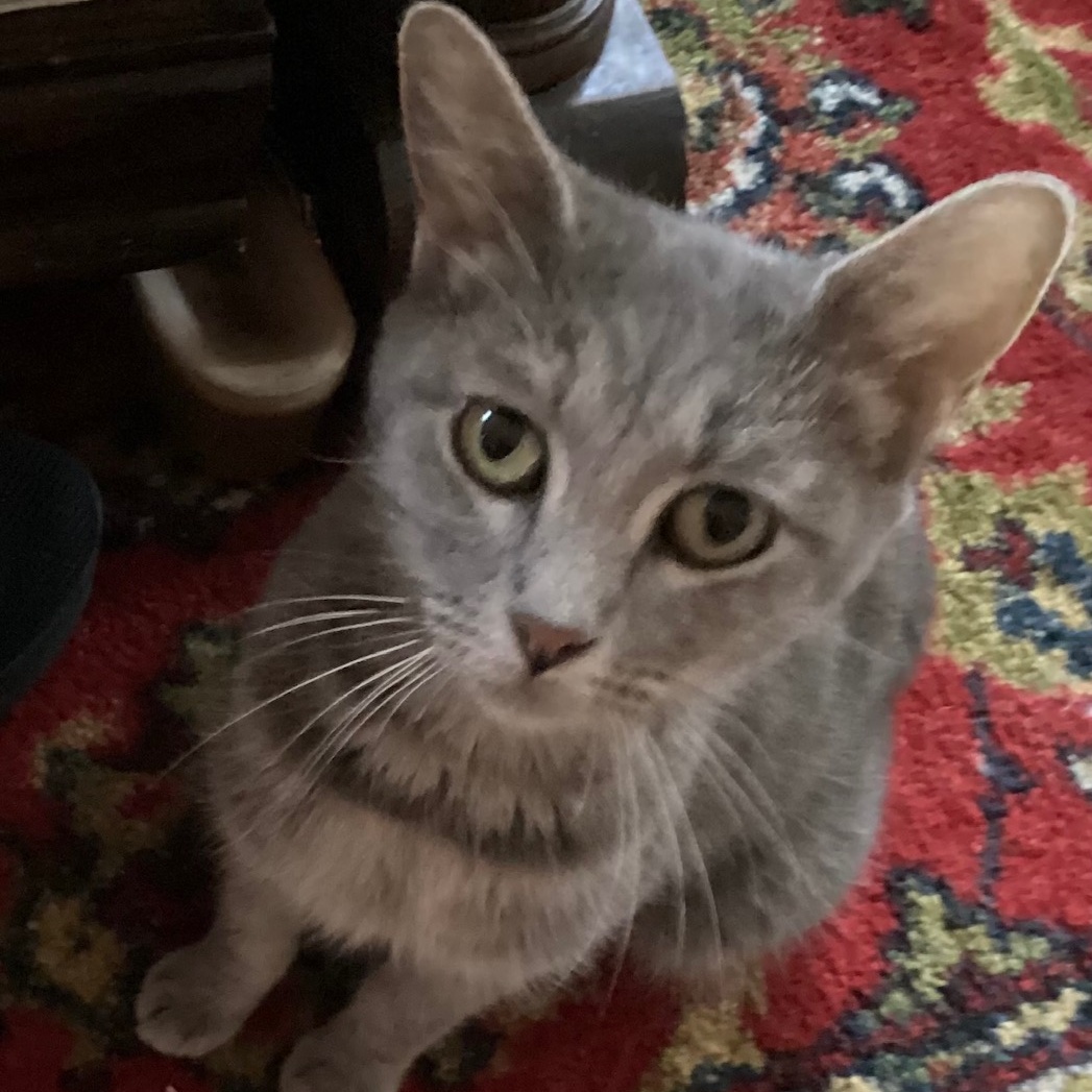 Cat for adoption - Phyllis LAP/THERAPY CAT GREAT W OTHER CATS, a Tiger ...