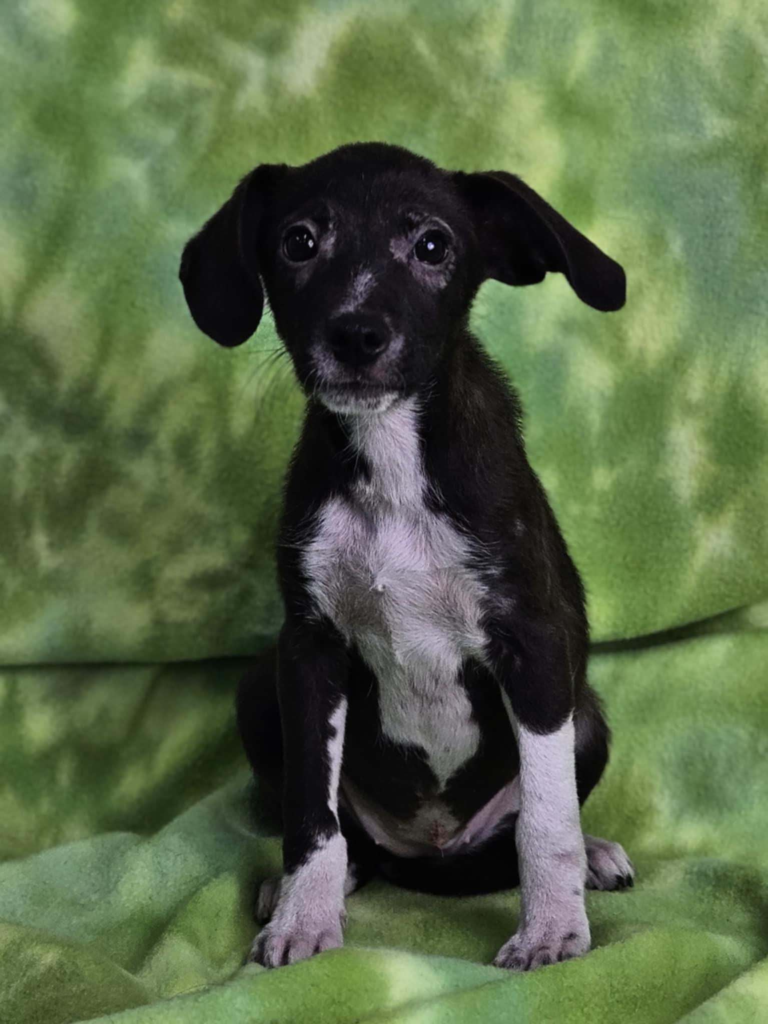 Dog for adoption - Colette, a Beagle & Terrier Mix in East Sparta, OH ...