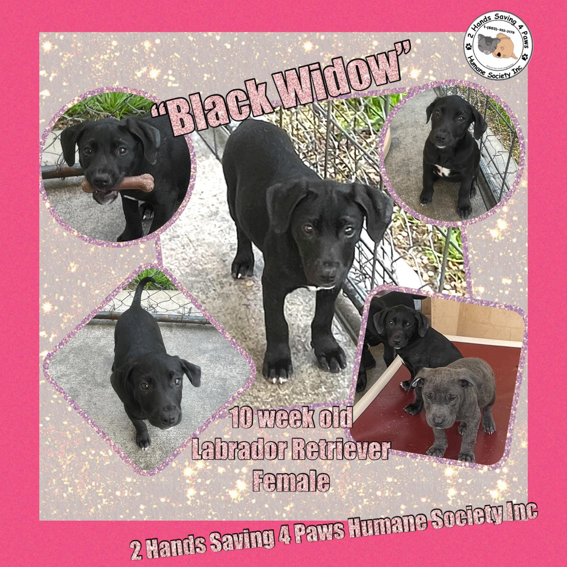 Dog for adoption - Black Widow, a Black Labrador Retriever in ...