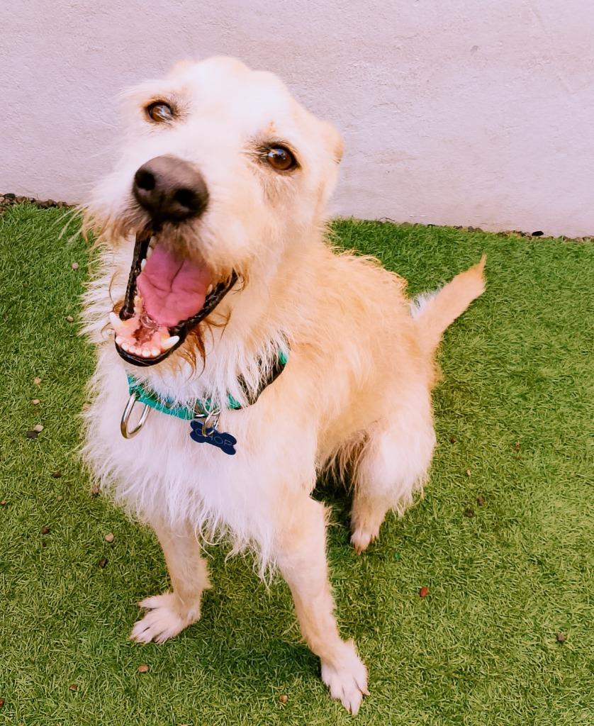 Dog for adoption - Chop, a Terrier in Blaine, WA | Petfinder