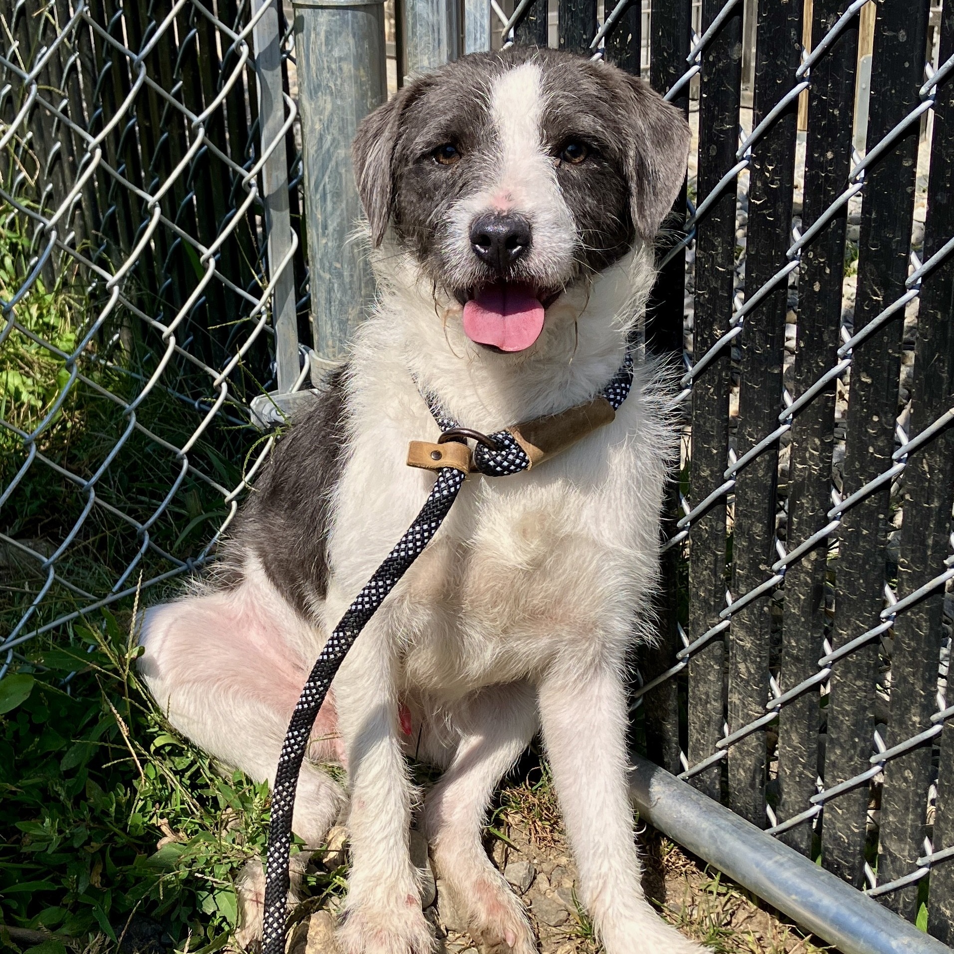 Dog Gallery – Danbury Animal Welfare Society