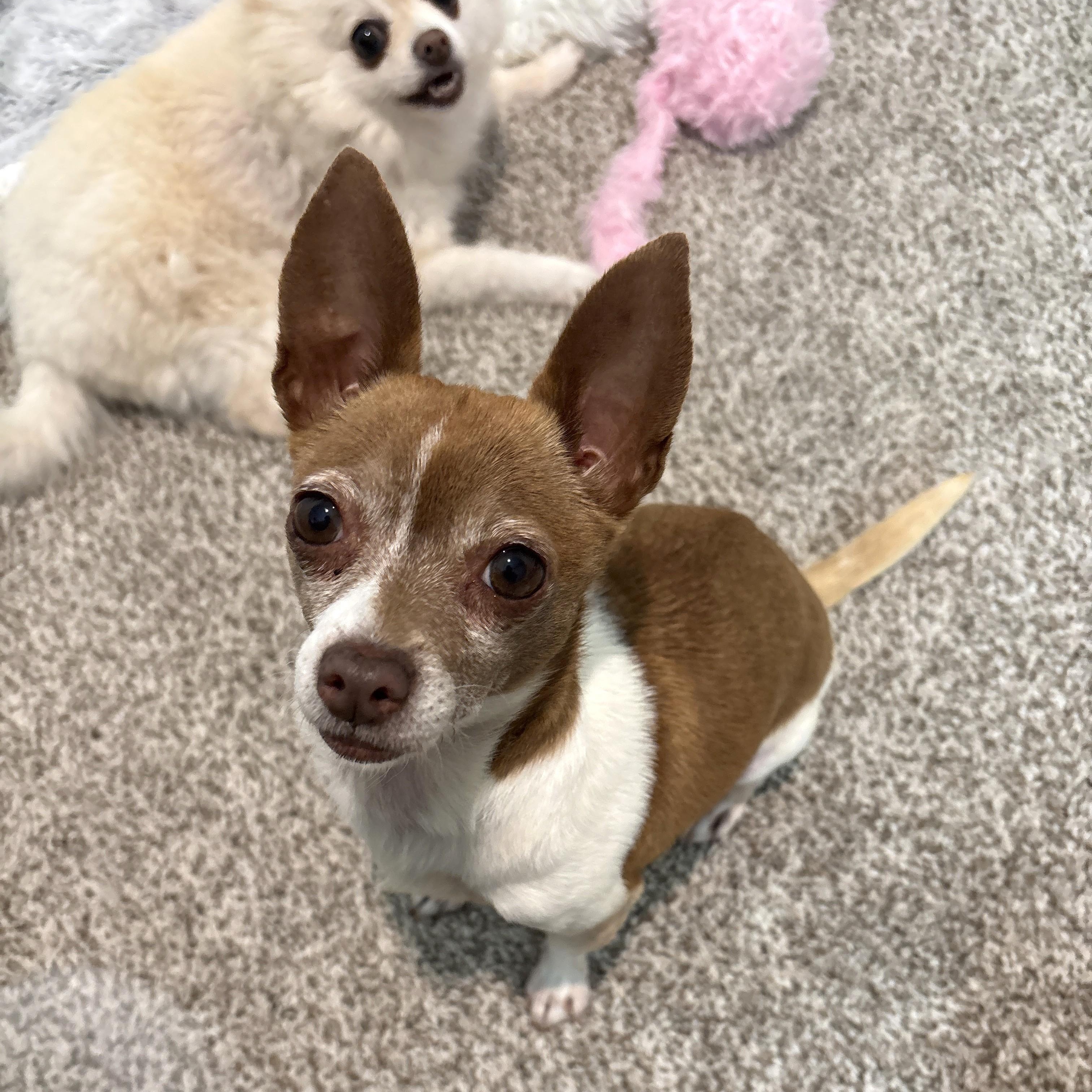 Dog for adoption - Pixie, a Chihuahua Mix in Southport, CT | Petfinder