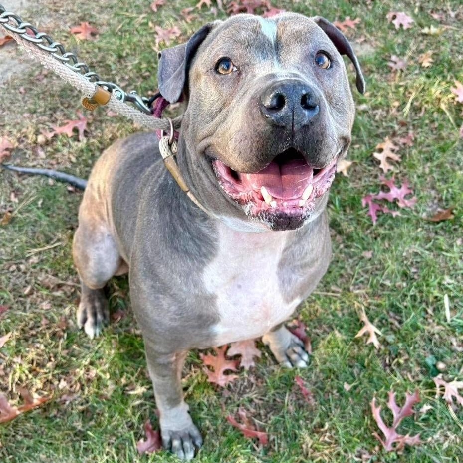 Dog for adoption - Hubbard, a Mixed Breed in Brookhaven, NY | Petfinder