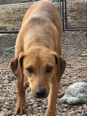 Dog for adoption - Nora, a Rhodesian Ridgeback & Redbone Coonhound Mix ...