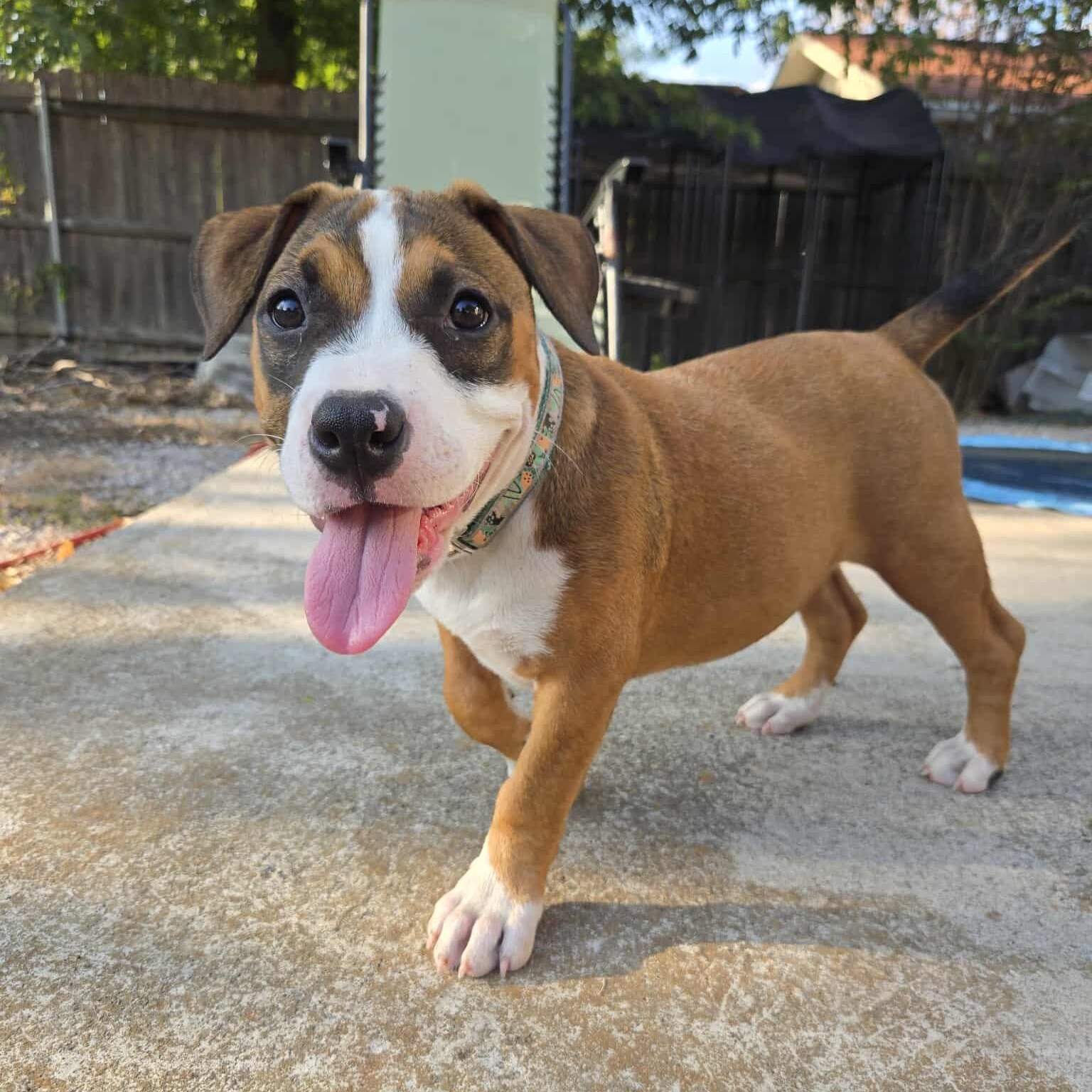 Dog for adoption - Nona, an American Staffordshire Terrier Mix in Portage, WI | Petfinder