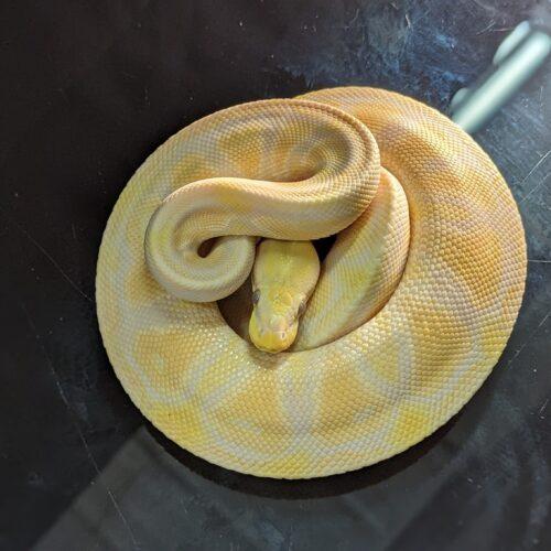 Snake for adoption - Rosslyn, a Ball Python in Pefferlaw, ON | Petfinder