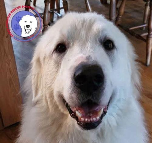 Dog for adoption - Ursus, a Great Pyrenees in Portland, OR | Petfinder