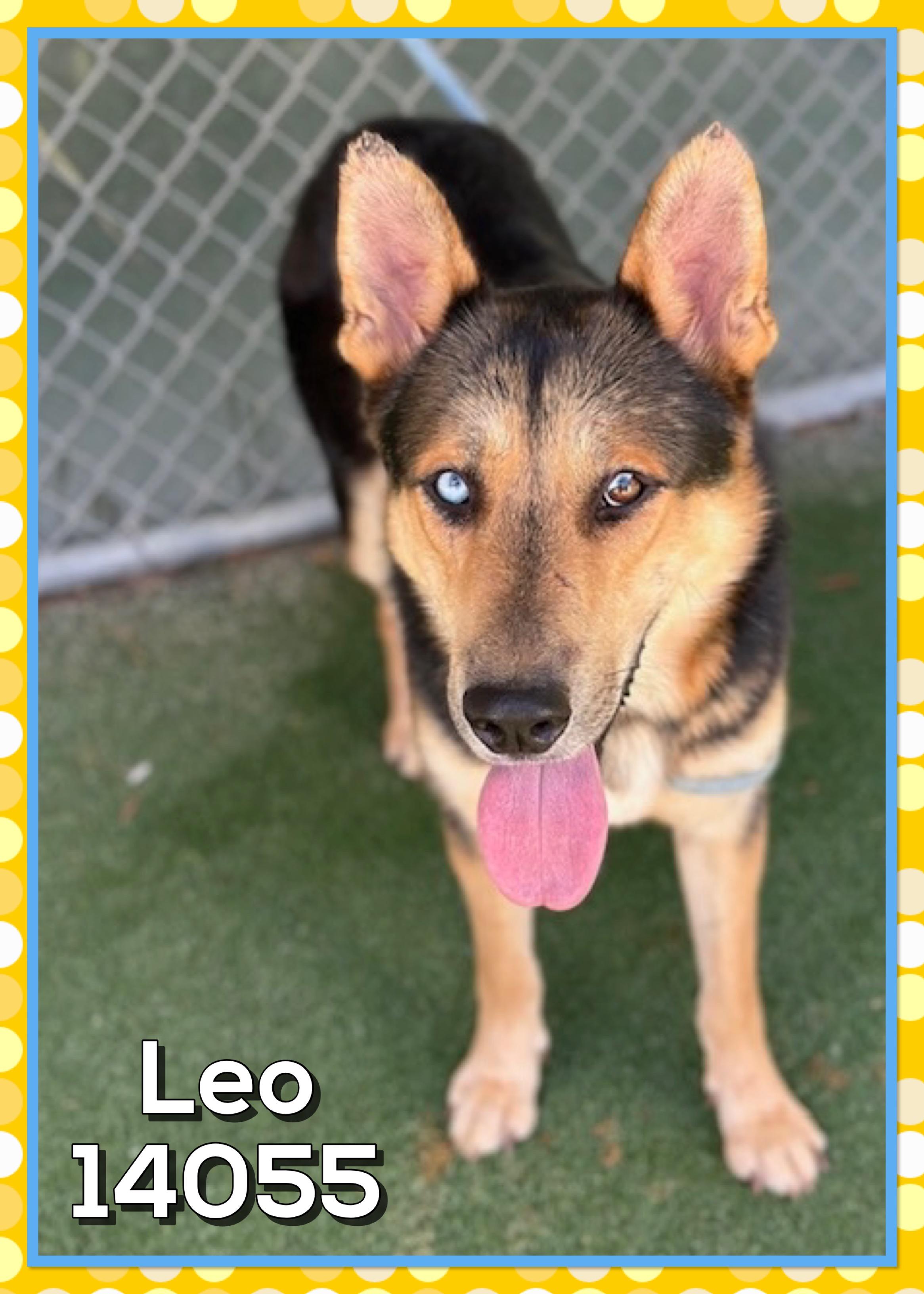 Dog for adoption - LEO (also see SAMMY), a Siberian Husky & German ...