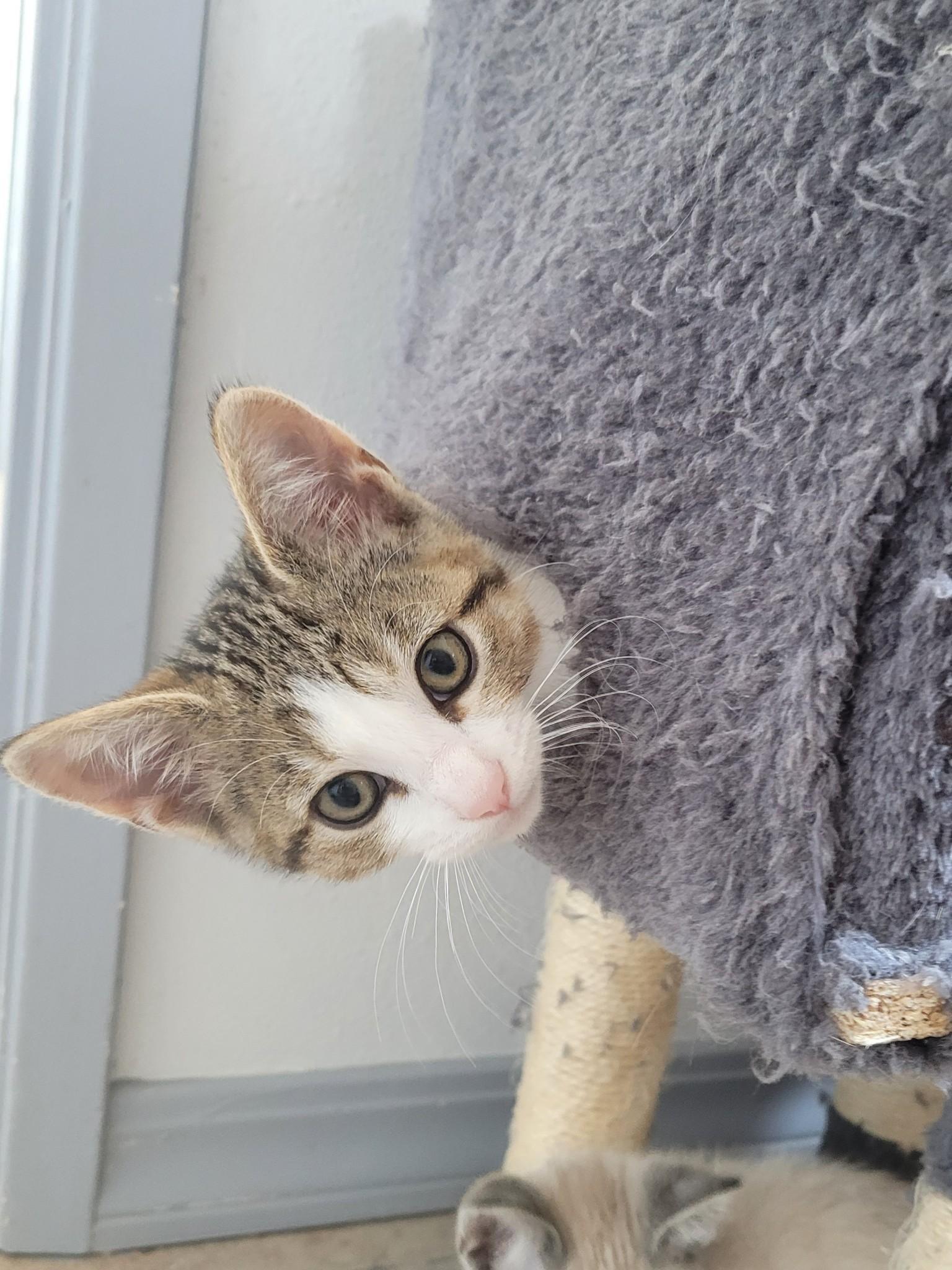 Cat for adoption - Issa, a Domestic Short Hair Mix in Eureka, CA ...