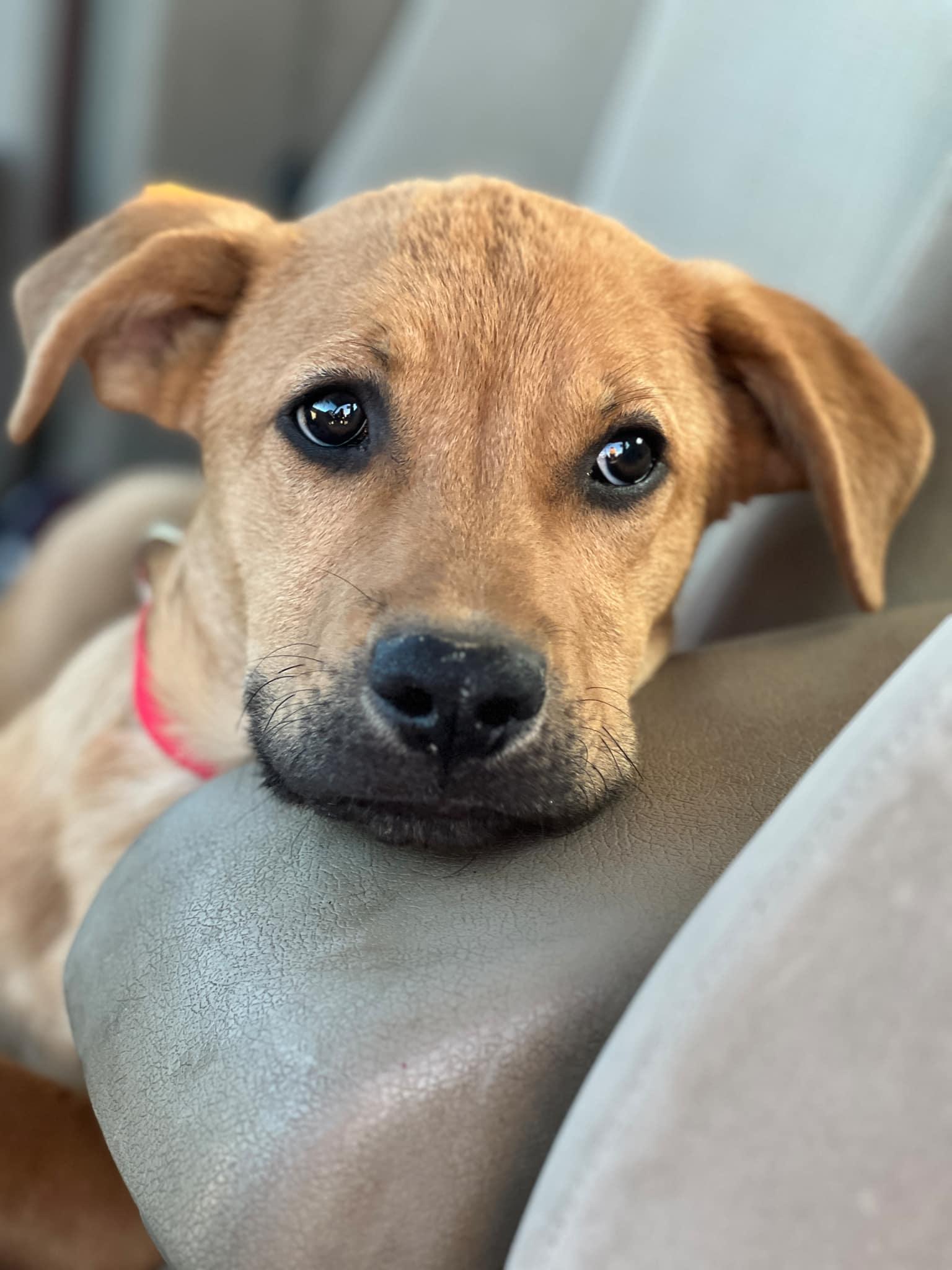 Dog for adoption - Ryder, a Labrador Retriever Mix in Smithfield, RI ...