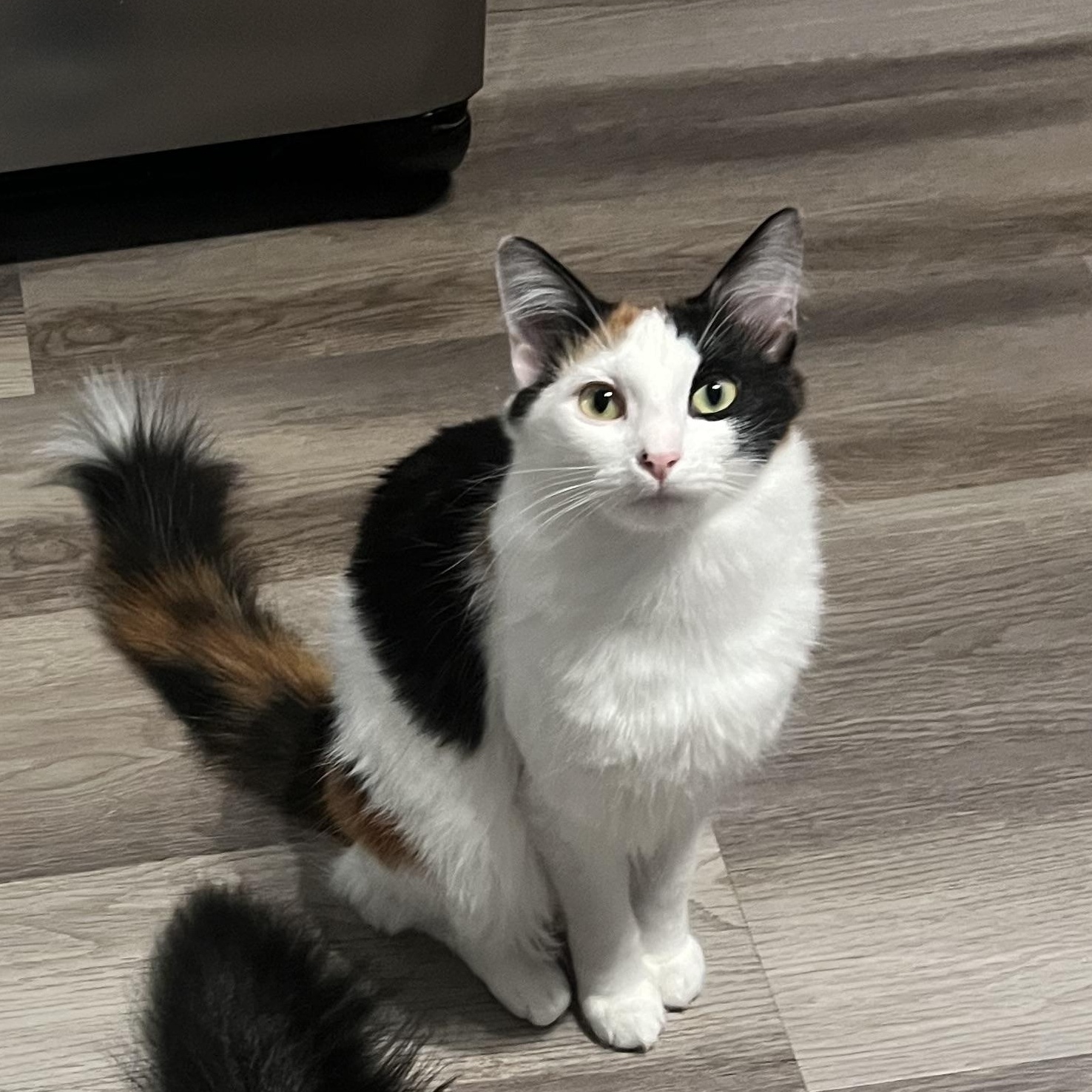 Cat for adoption - Teeny, a Domestic Medium Hair & Calico Mix in ...