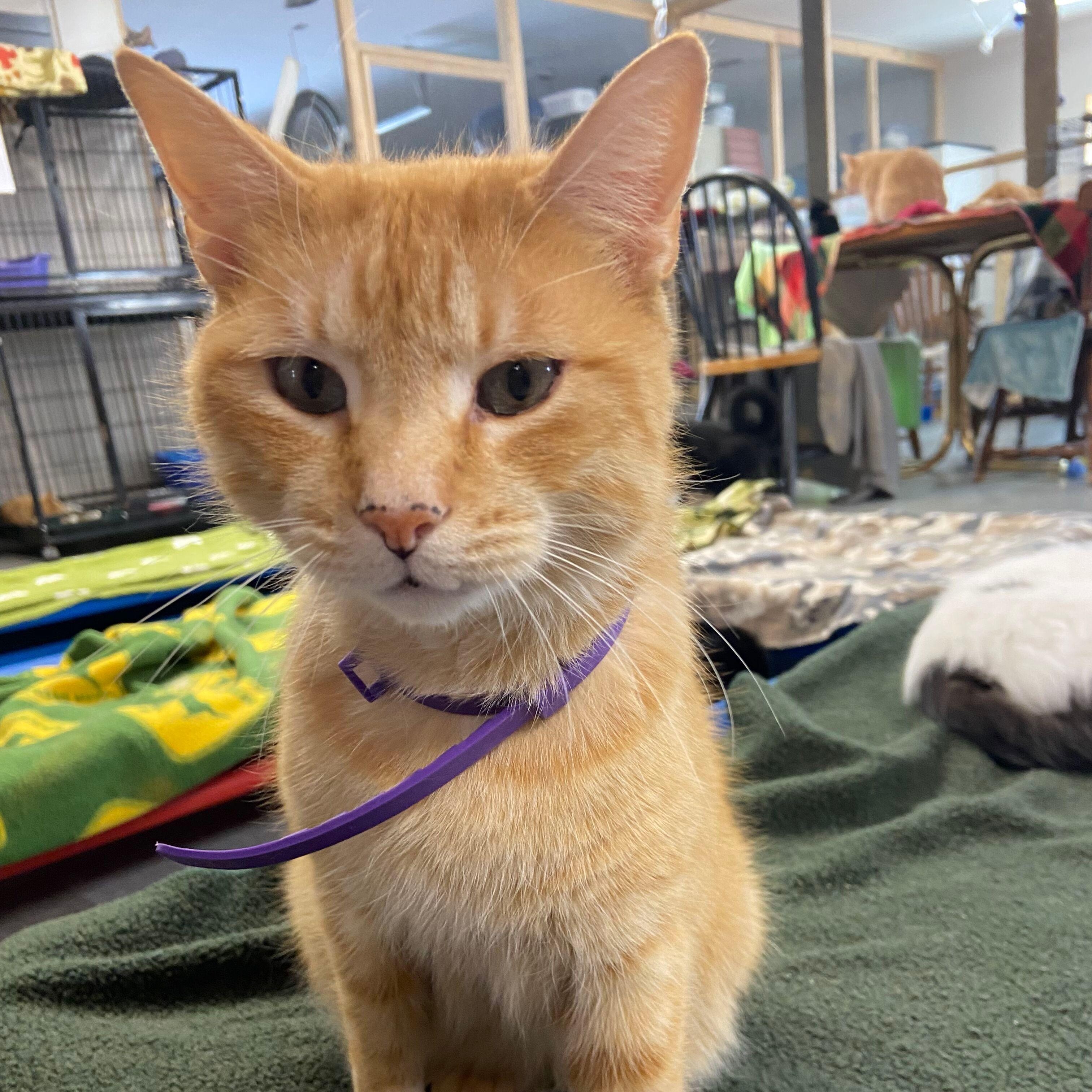 Cat for adoption - Capt Stubby, a Domestic Short Hair in Peru, IN ...