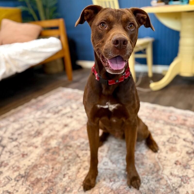 Dog for adoption - Big Boy the Kid Approved Chocolate Chunk of Joy, a Labrador Retriever & Pit ...