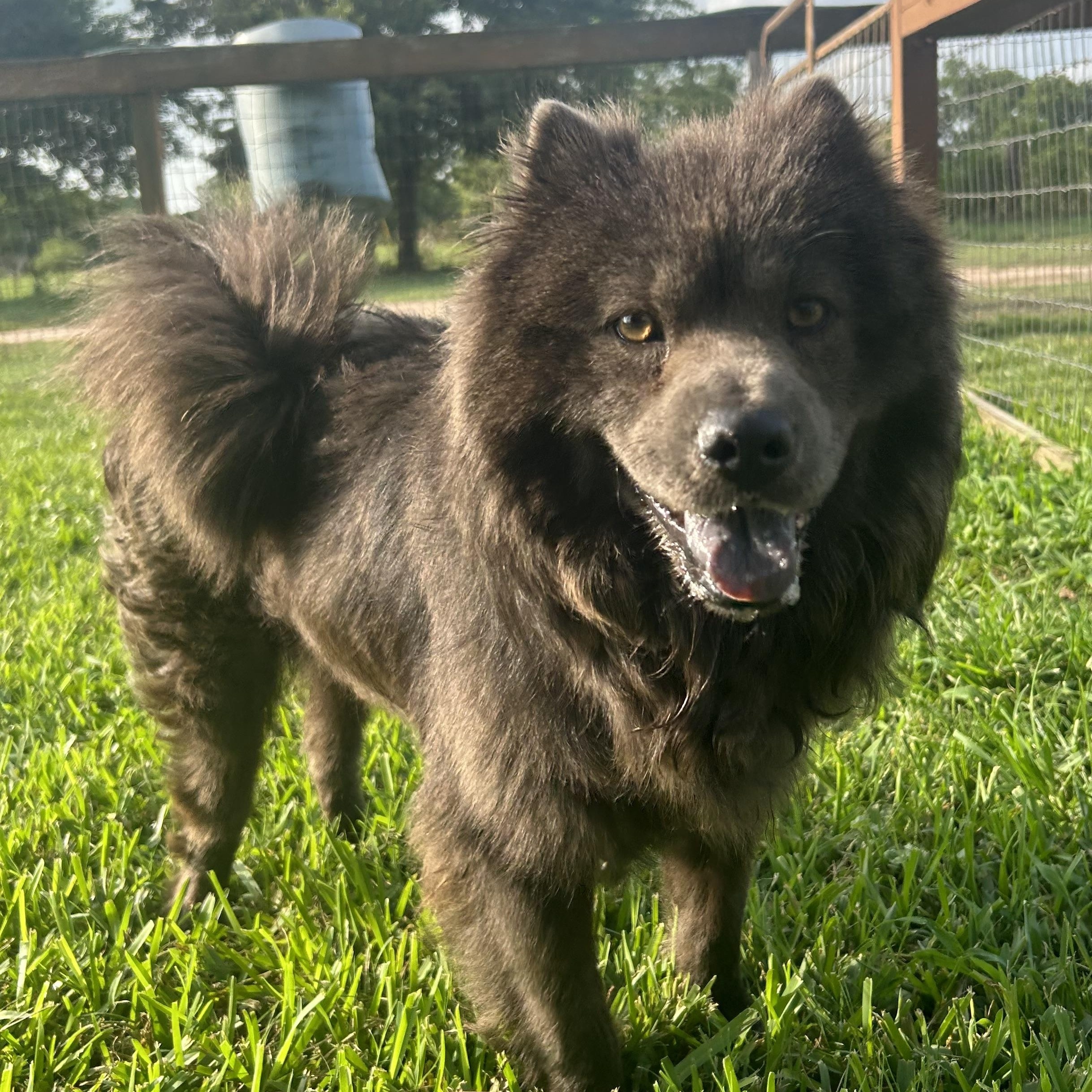 Dog for adoption - Dewey, a Chow Chow & Schipperke Mix in Fulshear, TX ...