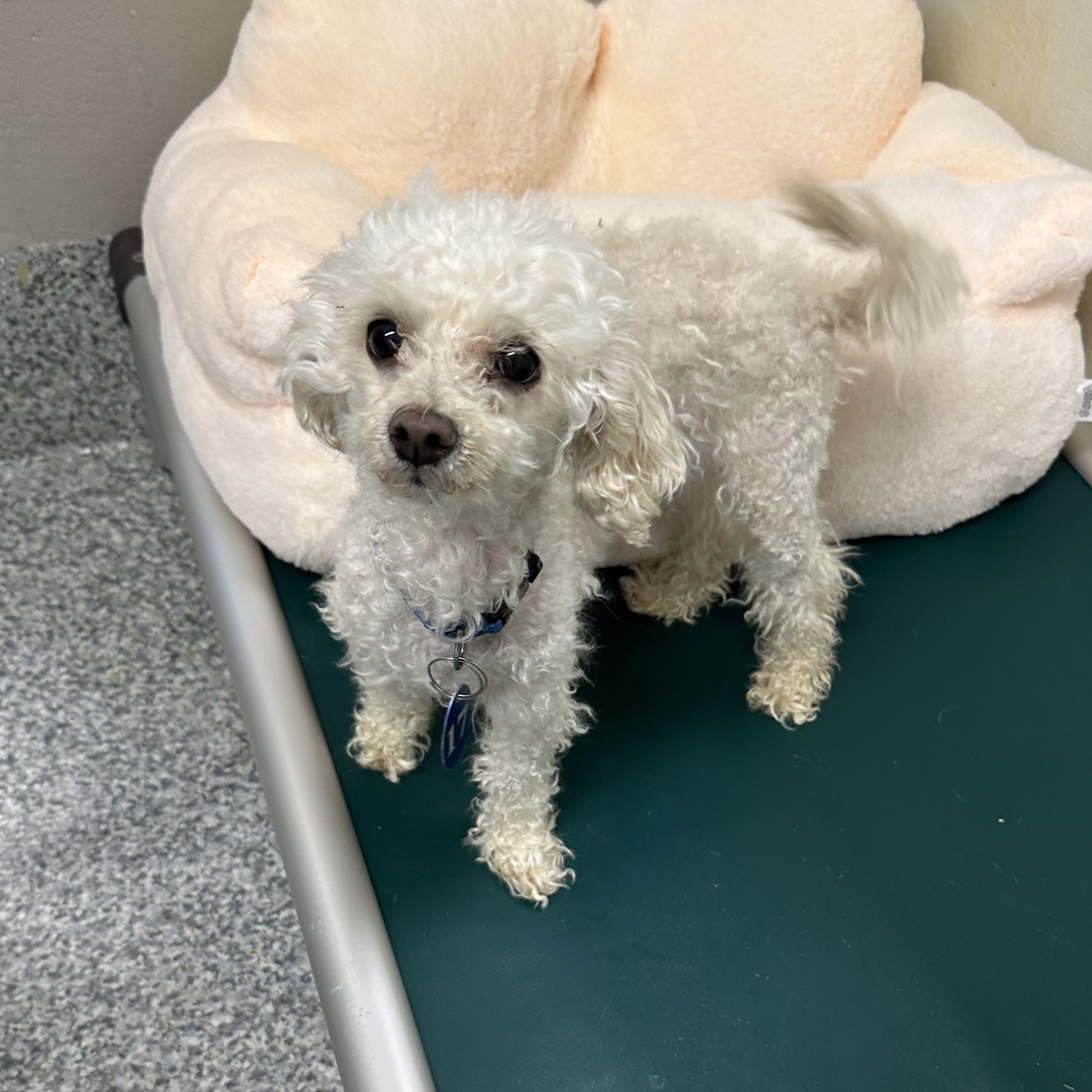 Dog for adoption - Roxy (ID 48370/ 3079) ** bonded with Scar **, a ...