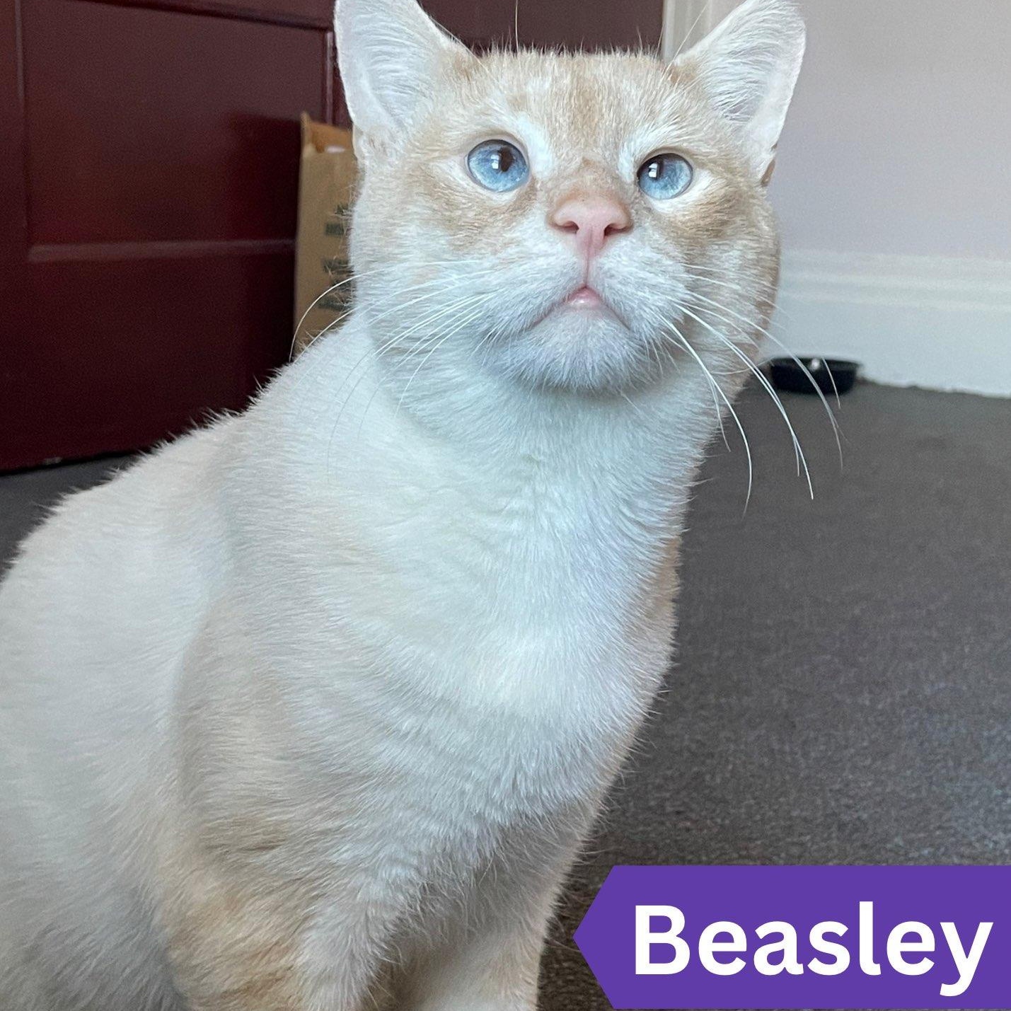 Cat for adoption - Beasley, a Domestic Short Hair in Penfield, NY ...