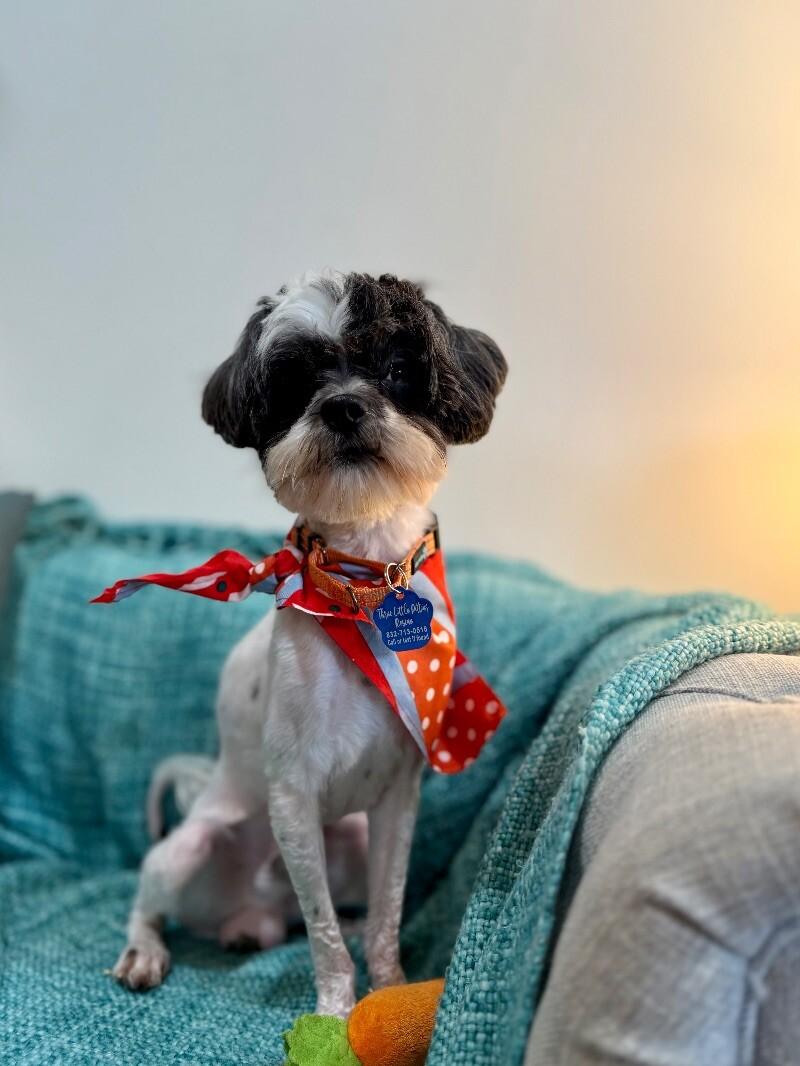 Dog for adoption - Toby Mr Dapper Boy, a Shih Tzu & Miniature Poodle ...